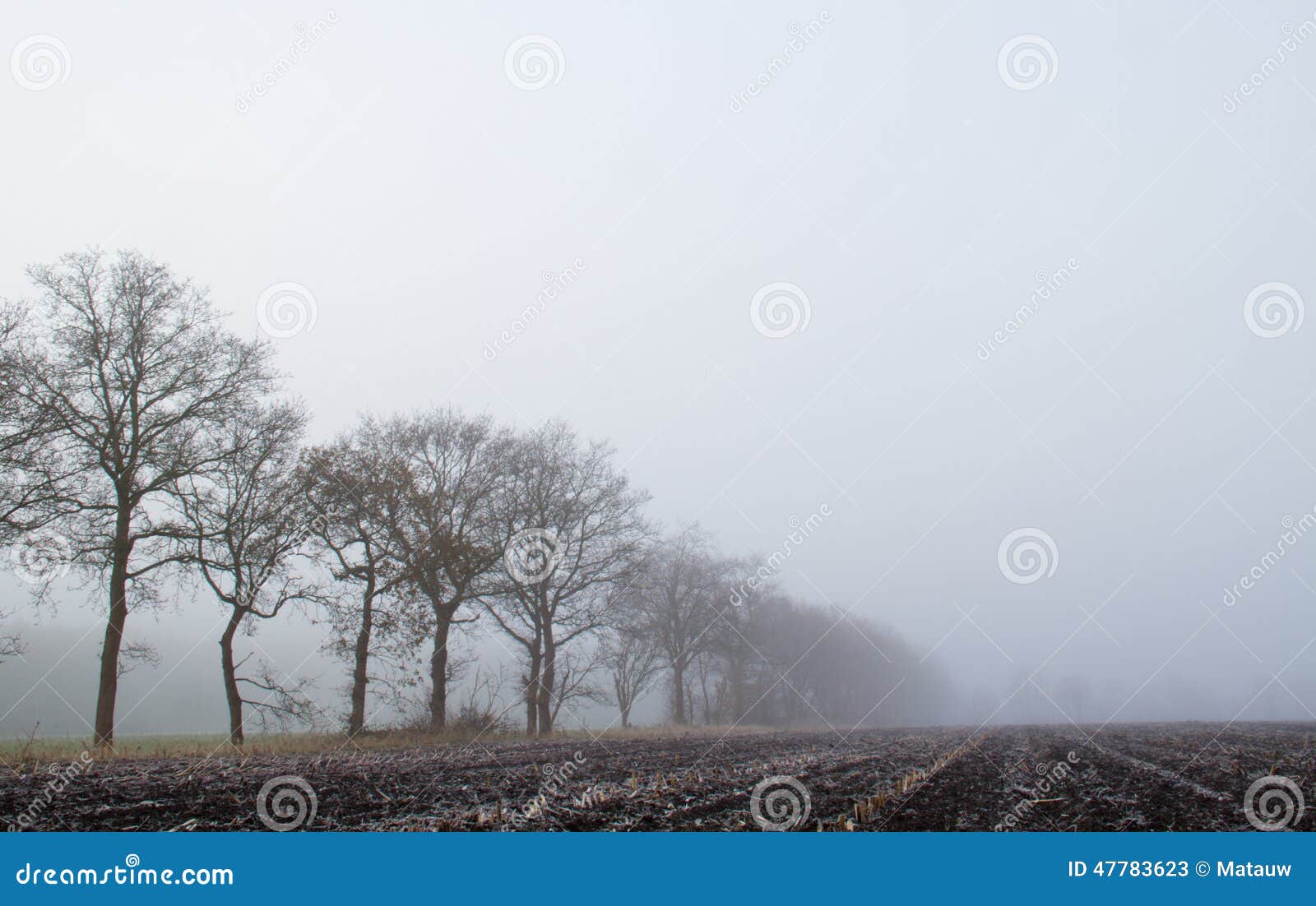 Trees in mist stock image. Image of empty, trees, site - 47783623