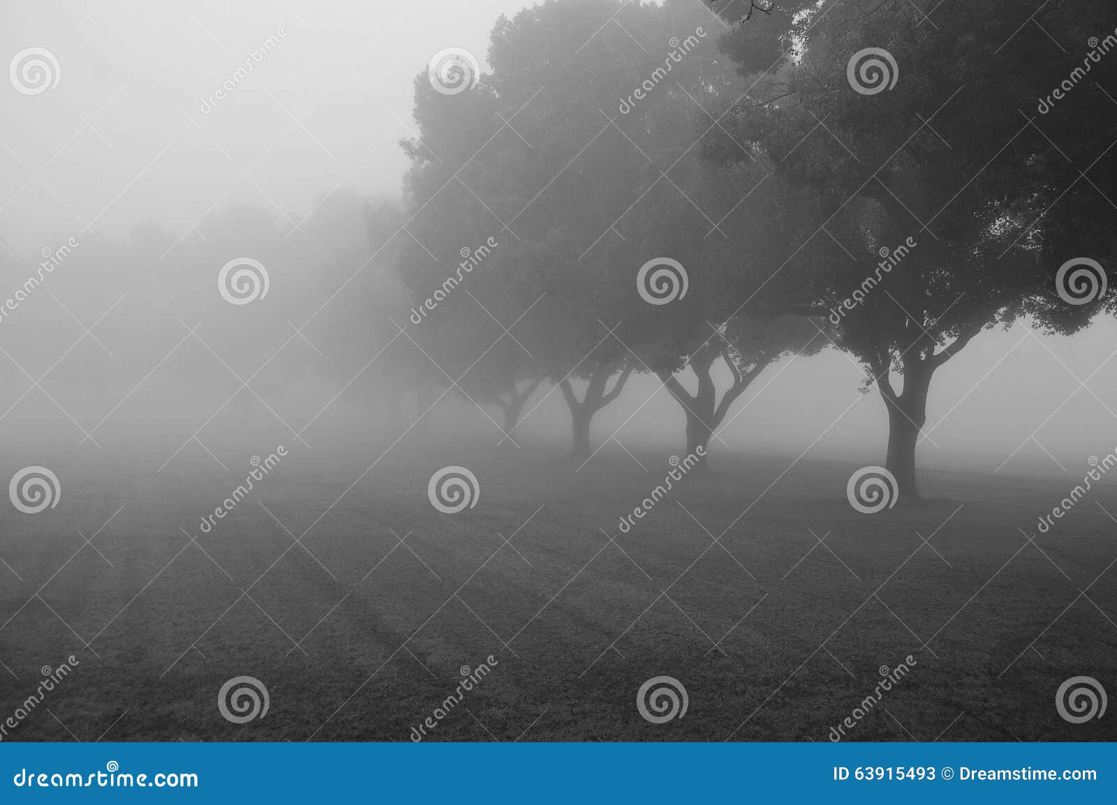 Trees in the Mist stock image. Image of magic, morning - 63915493