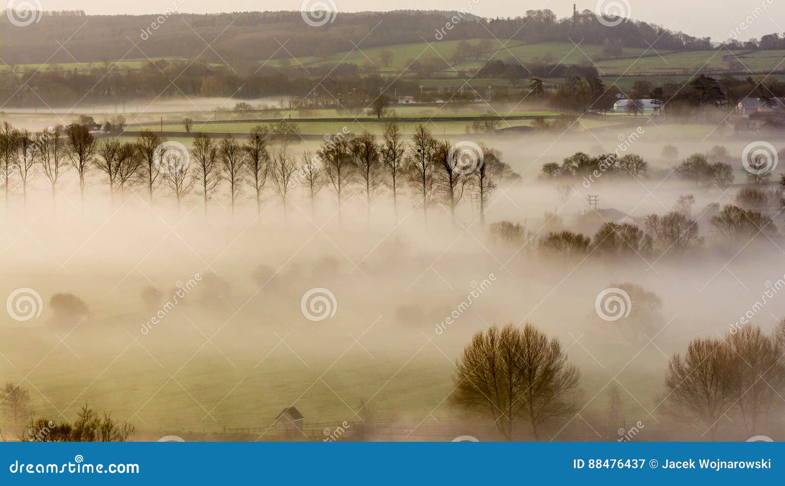 Trees in the Mist a in Somerset England Stock Image - Image of ...
