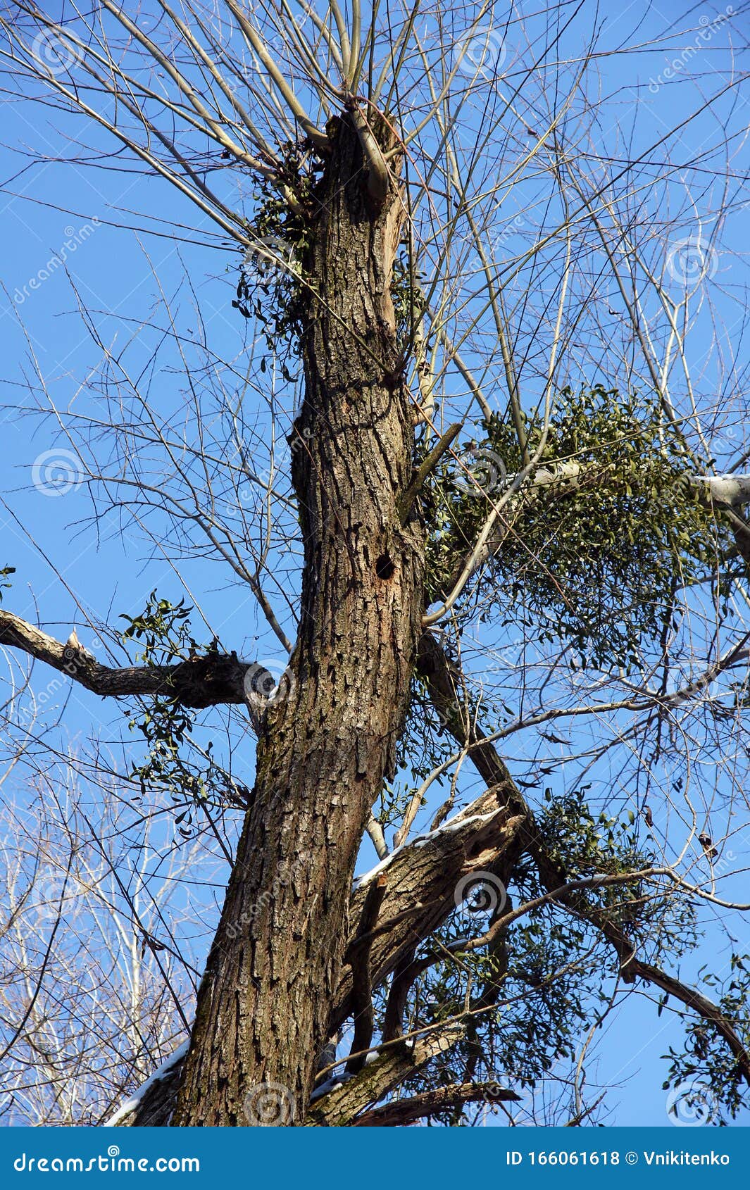 Trees with Mistletoe and Hollows Stock Photo - Image of bark, nest ...