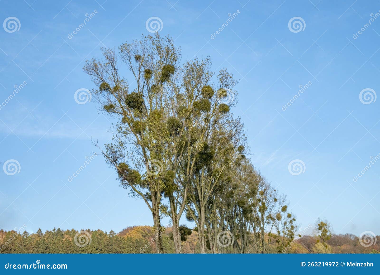 Trees with Mistletoe Plants in the Crown of the Trees Stock Photo ...