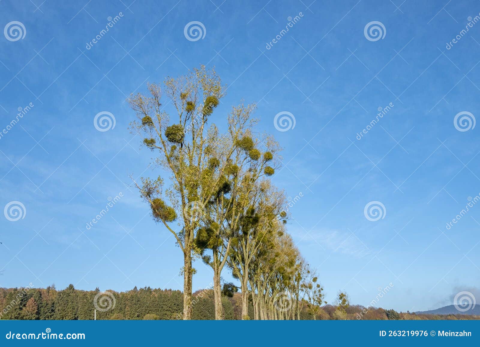 Trees with Mistletoe Plants in the Crown of the Trees Stock Photo ...