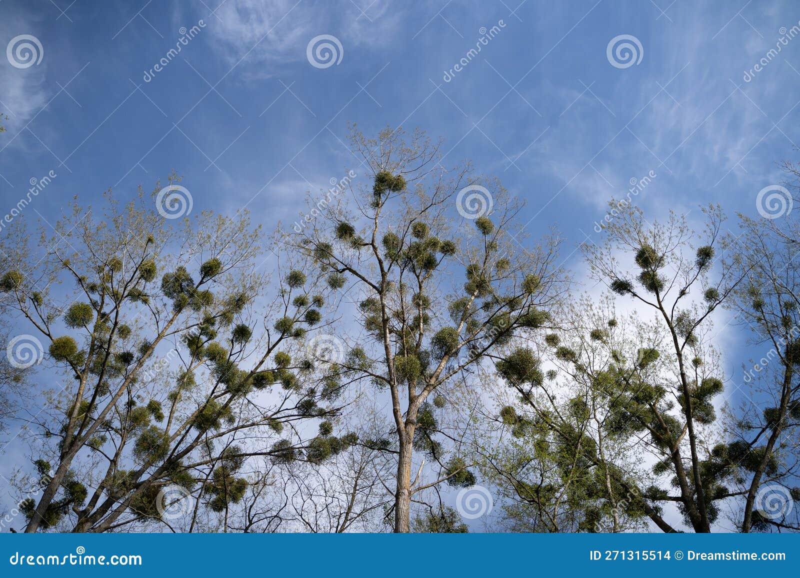 Trees with mistletoe stock photo. Image of leaf, fresh - 271315514