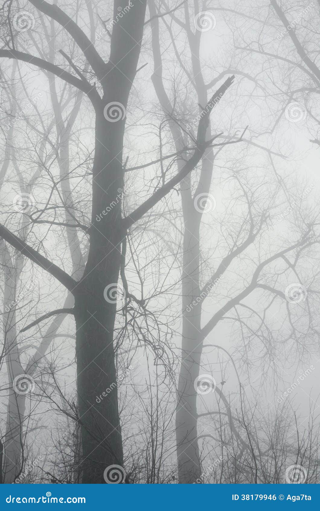 Trees in misty forest stock photo. Image of scene, plant - 38179946