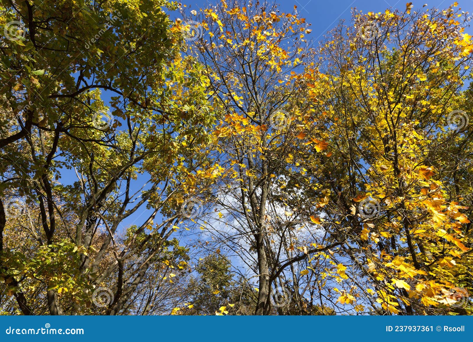 Trees in a Mixed Forest during Leaf Fall Stock Image - Image of ...