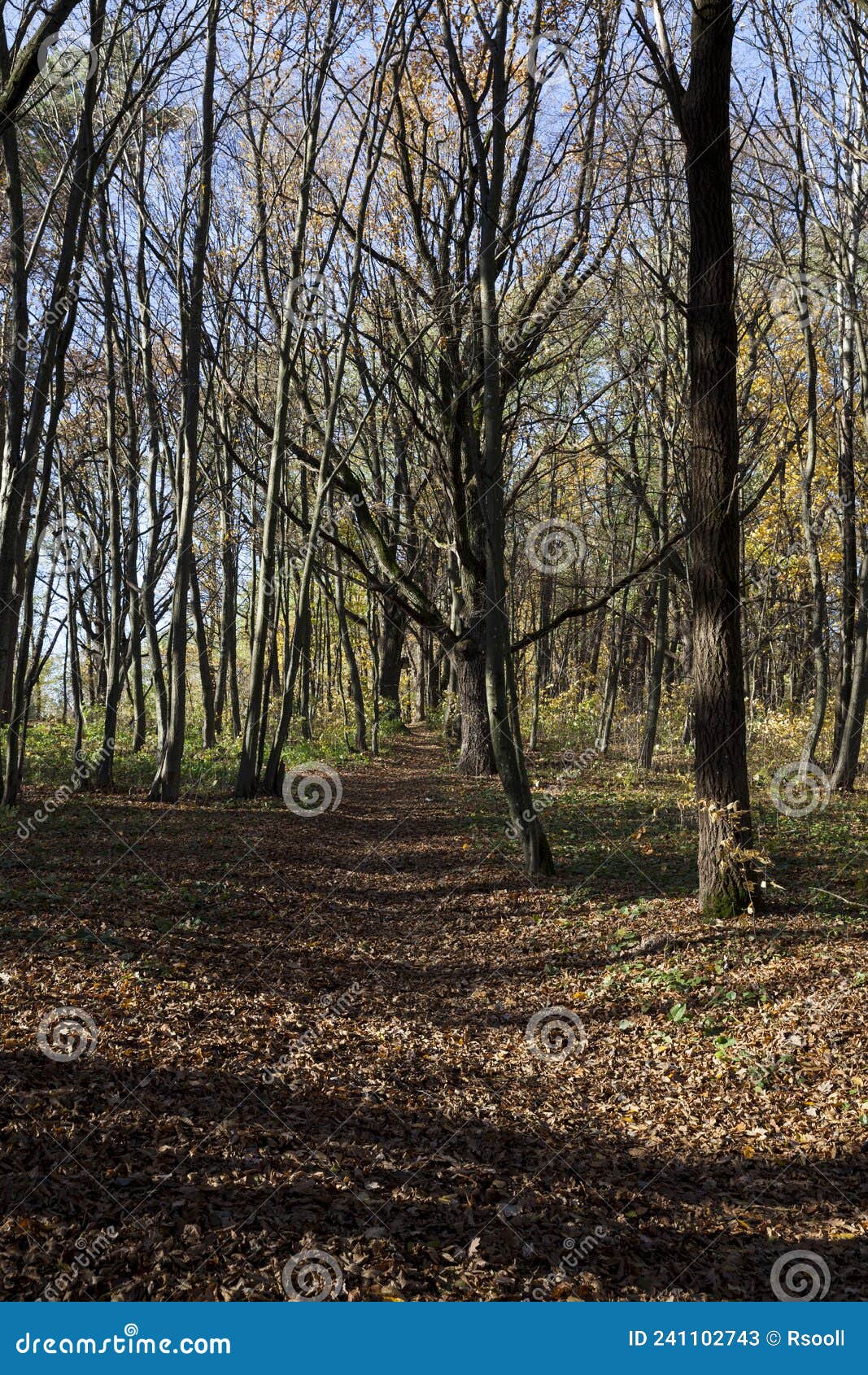 Trees in a Mixed Forest during Leaf Fall Stock Image - Image of bright ...