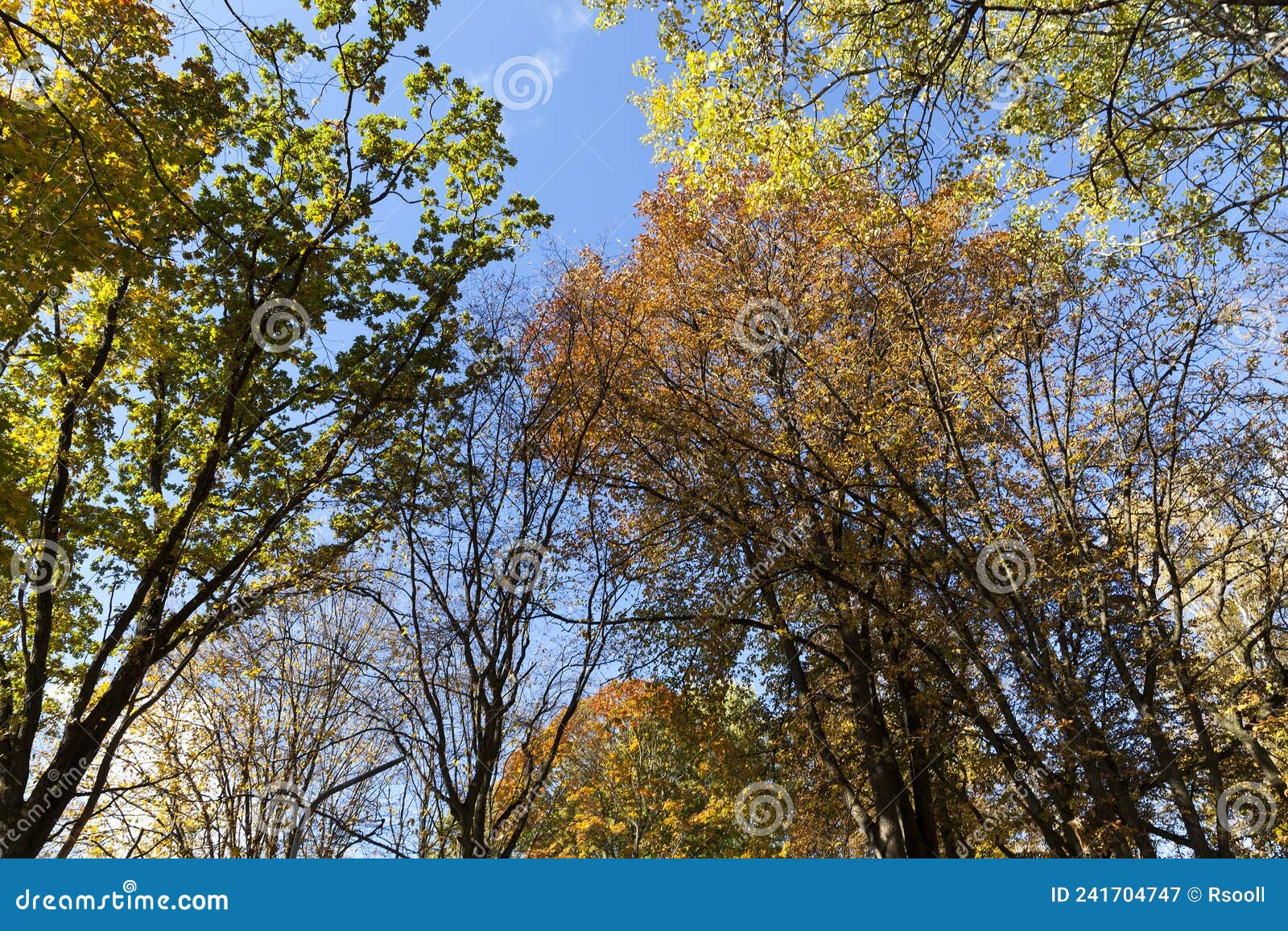 Trees in a Mixed Forest during Leaf Fall Stock Image - Image of autumn ...