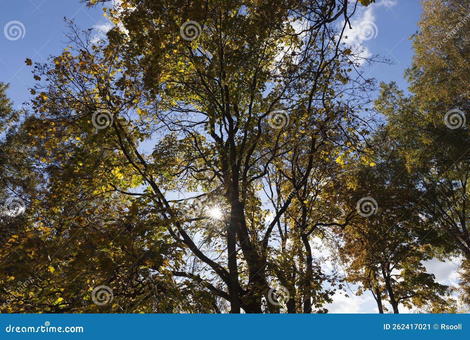 Trees in a Mixed Forest during Leaf Fall Stock Image - Image of foliage ...