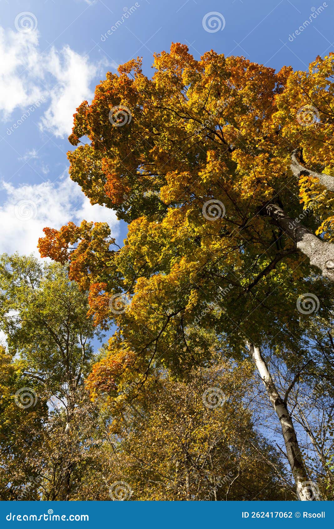 Trees in a Mixed Forest during Leaf Fall Stock Photo - Image of rustic ...