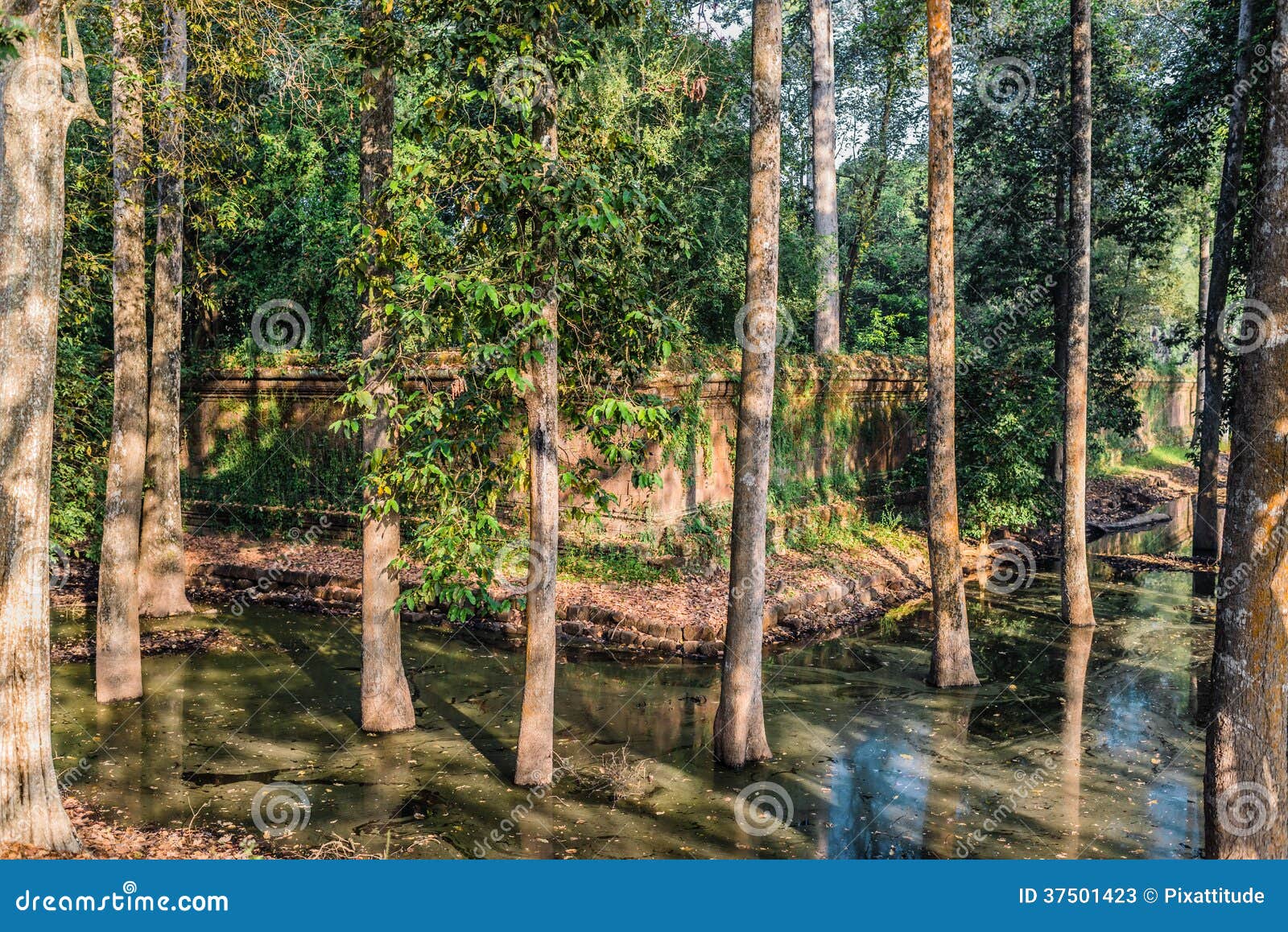 Trees Moat Angkor Thom Cambodia Stock Image - Image of landmark, moat ...