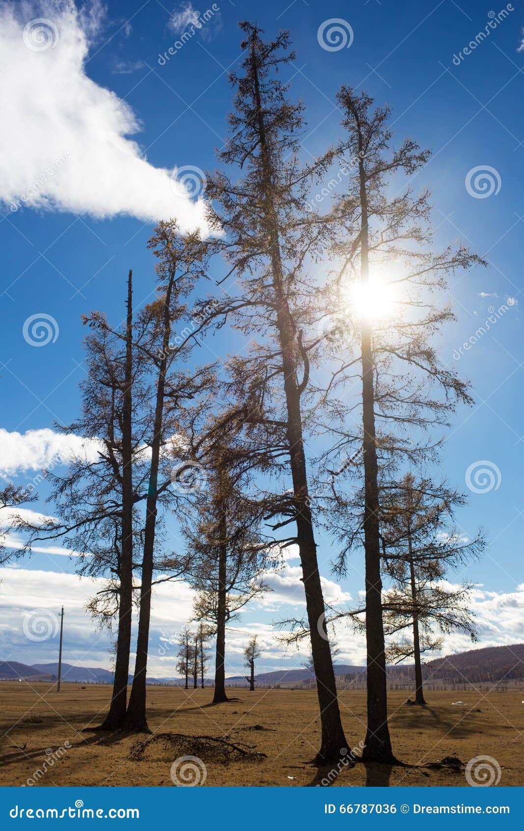 Trees in Mongolia stock photo. Image of peace, blue, landscape - 66787036