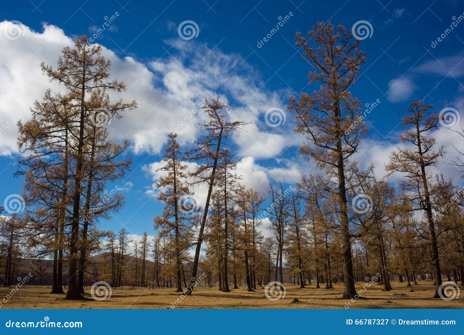 Trees in Mongolia stock image. Image of mountains, mongolian - 66787327