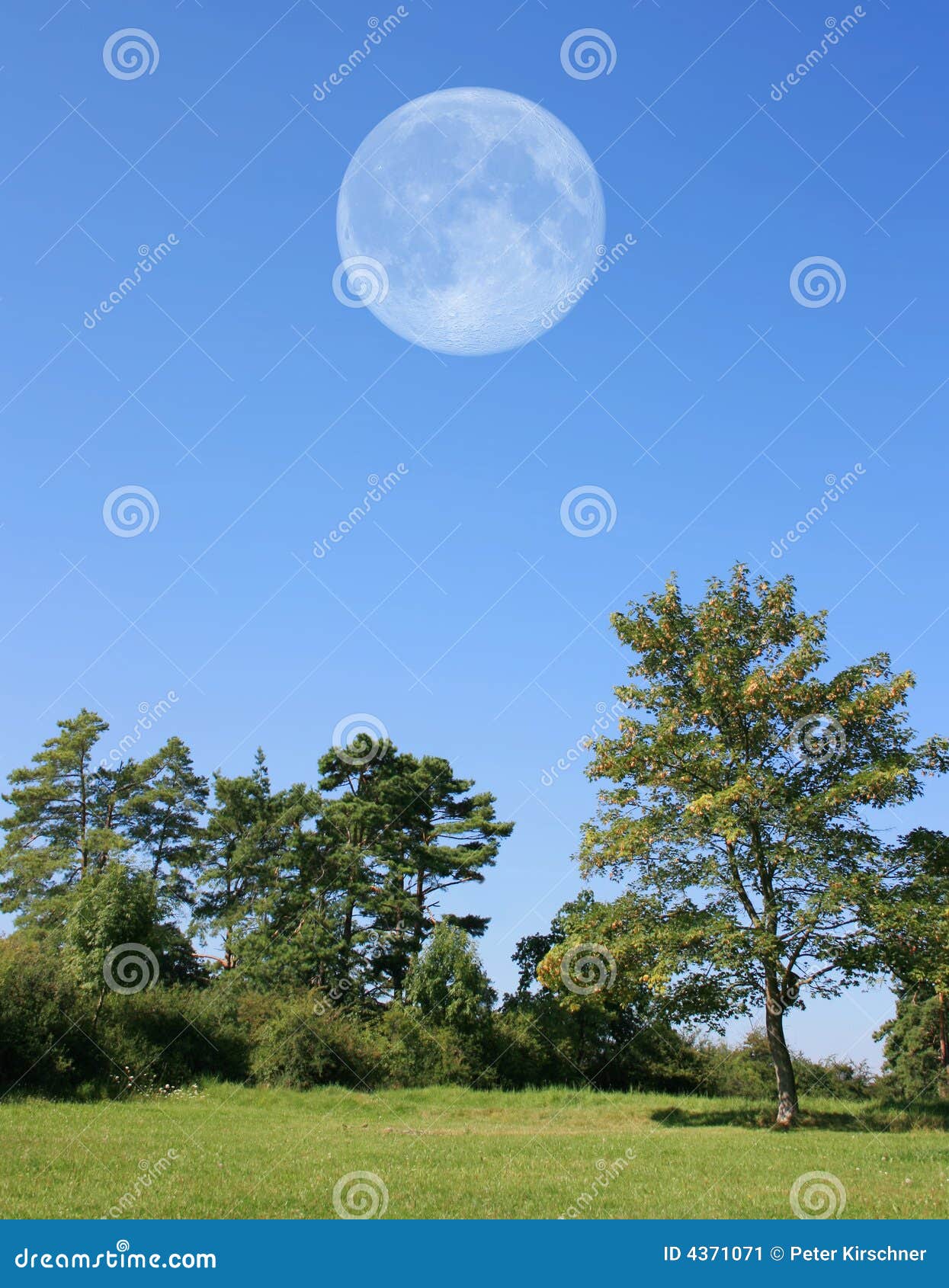 Trees with Moon stock image. Image of blue, moon, heaven - 4371071
