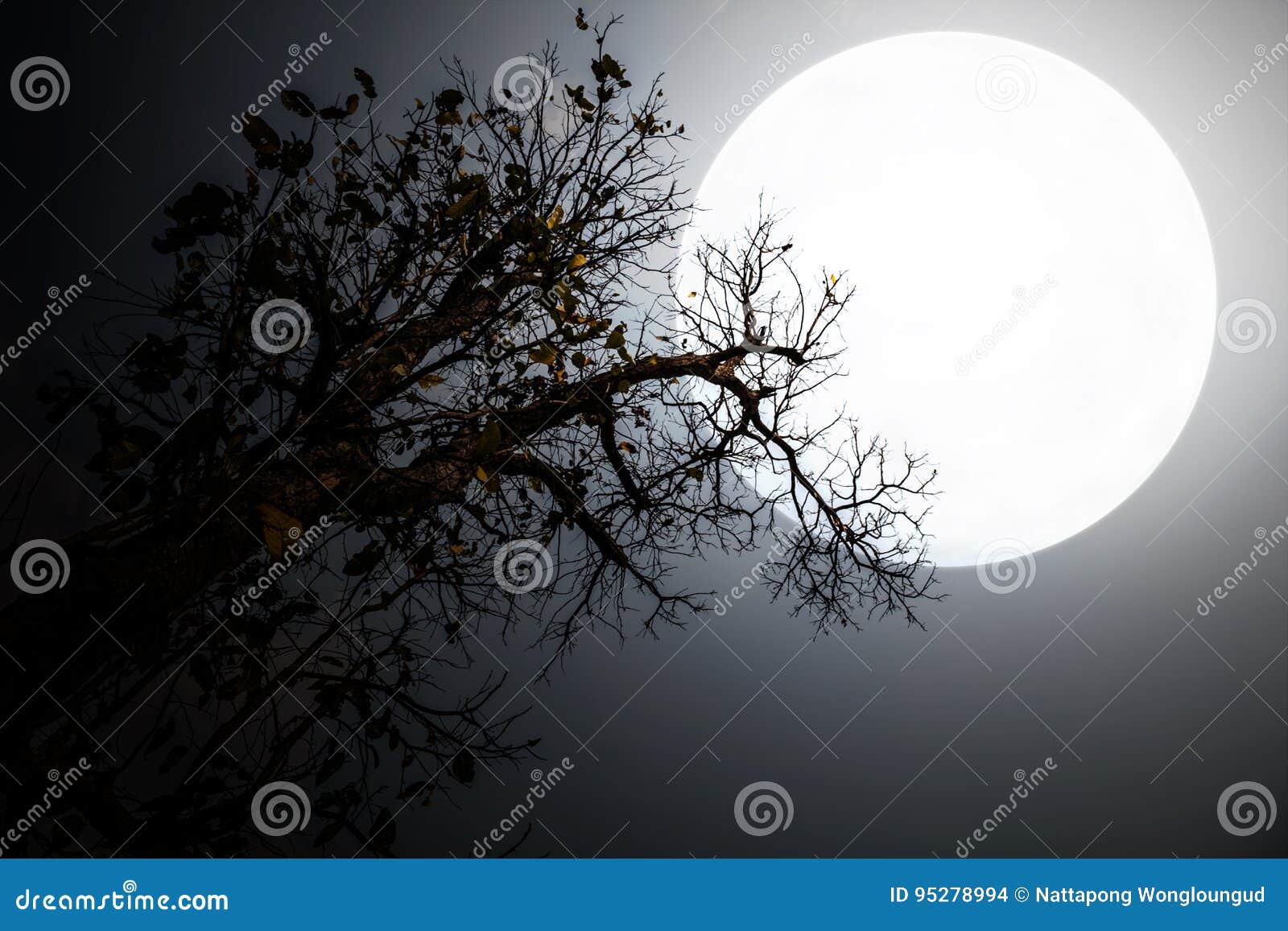 Trees and Moon Night Shadow. Stock Photo - Image of ghost, nature: 95278994