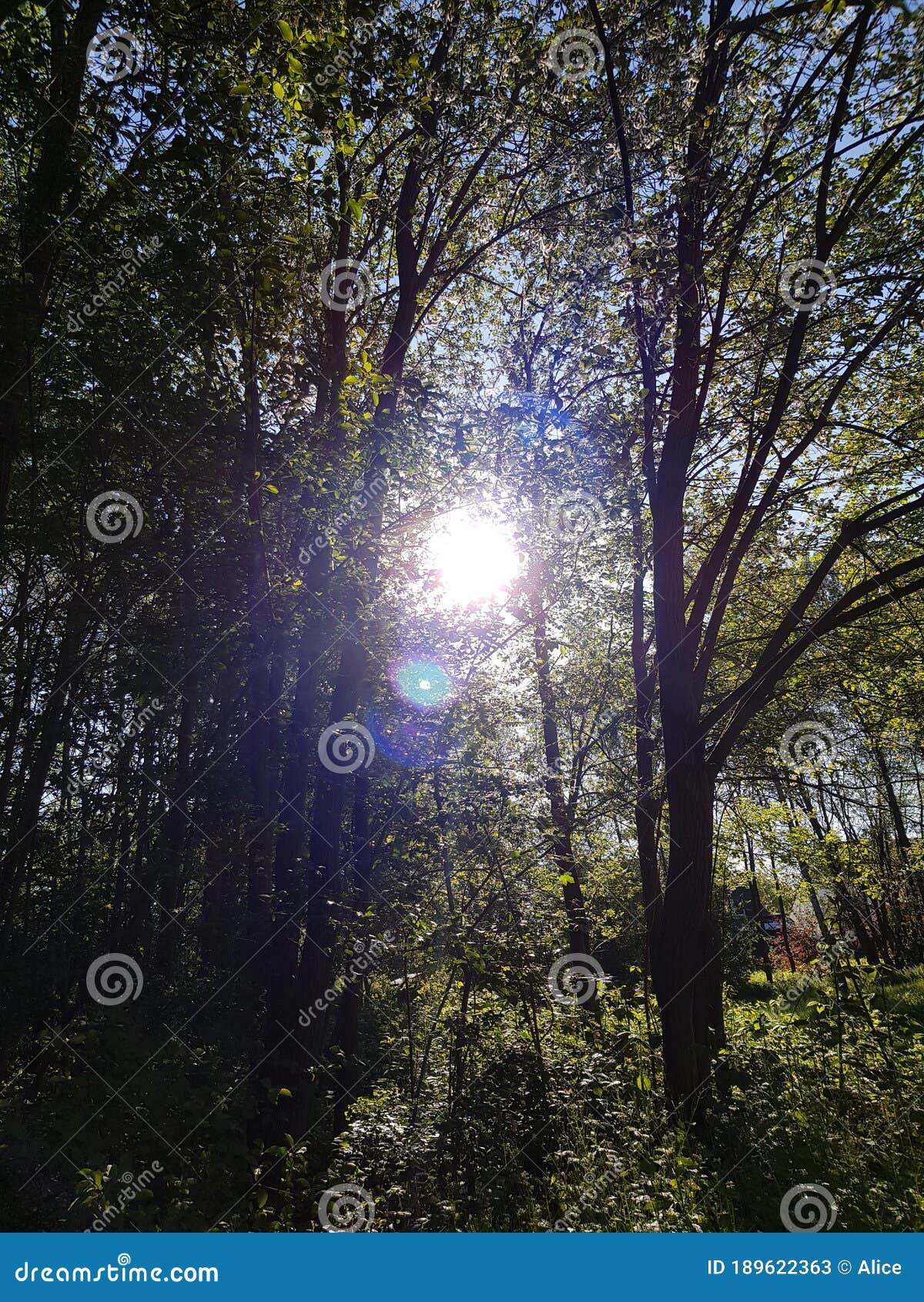 Trees in the Morning stock image. Image of light, nature - 189622363