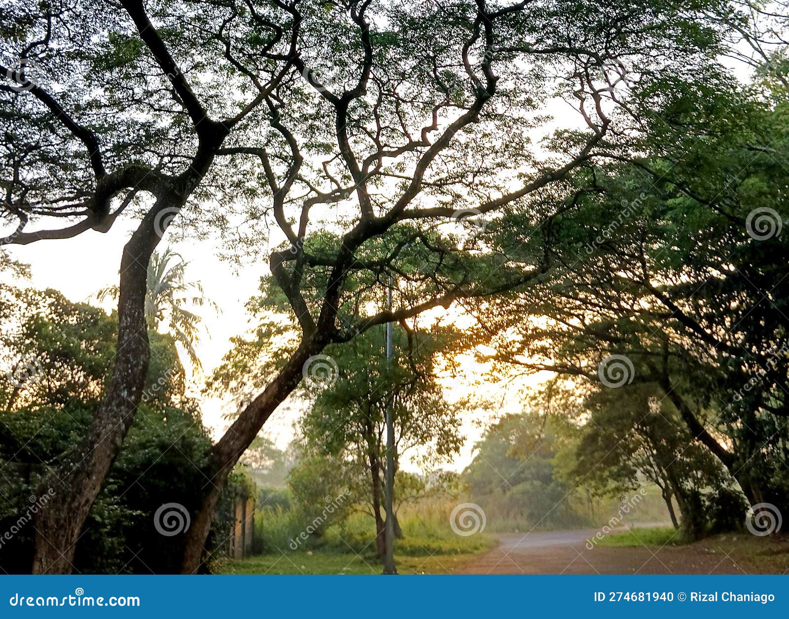 Trees in the morning stock photo. Image of plant, garden - 274681940