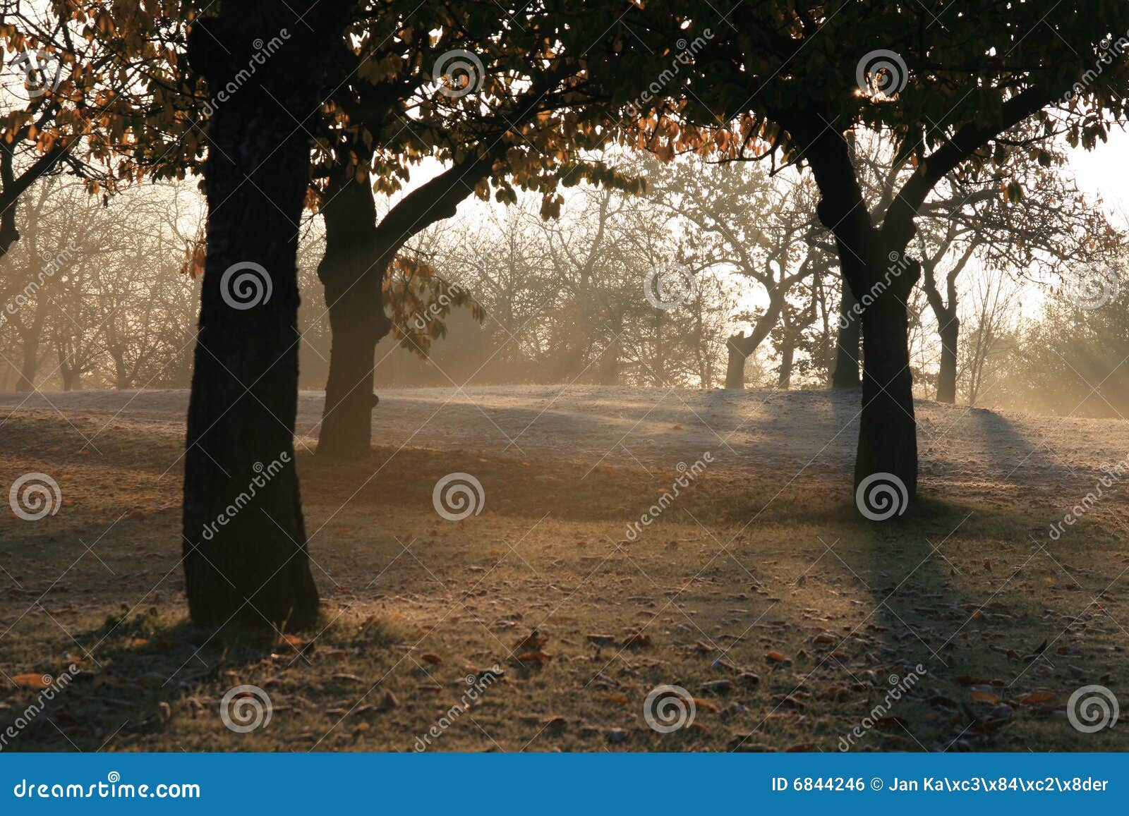 Trees in the morning stock photo. Image of asleep, foggy - 6844246