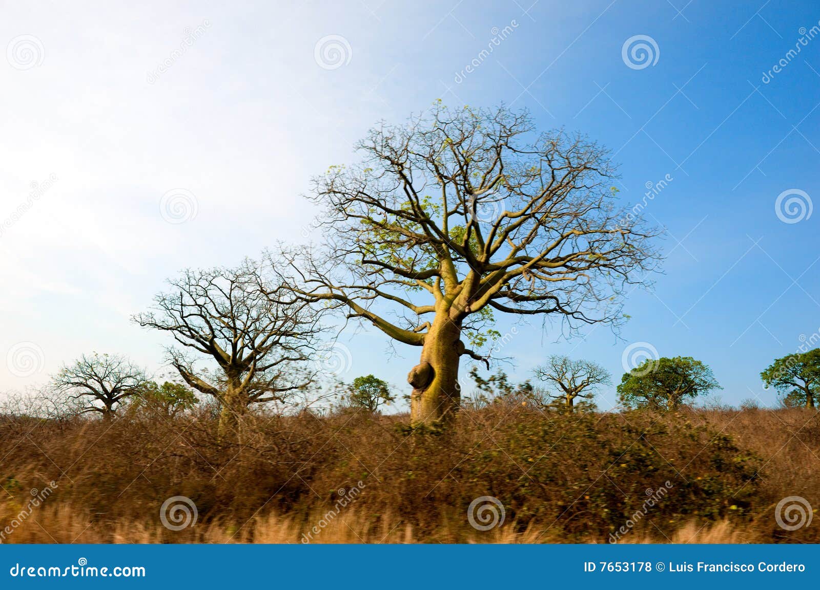 Trees in the morning stock photo. Image of environment - 7653178