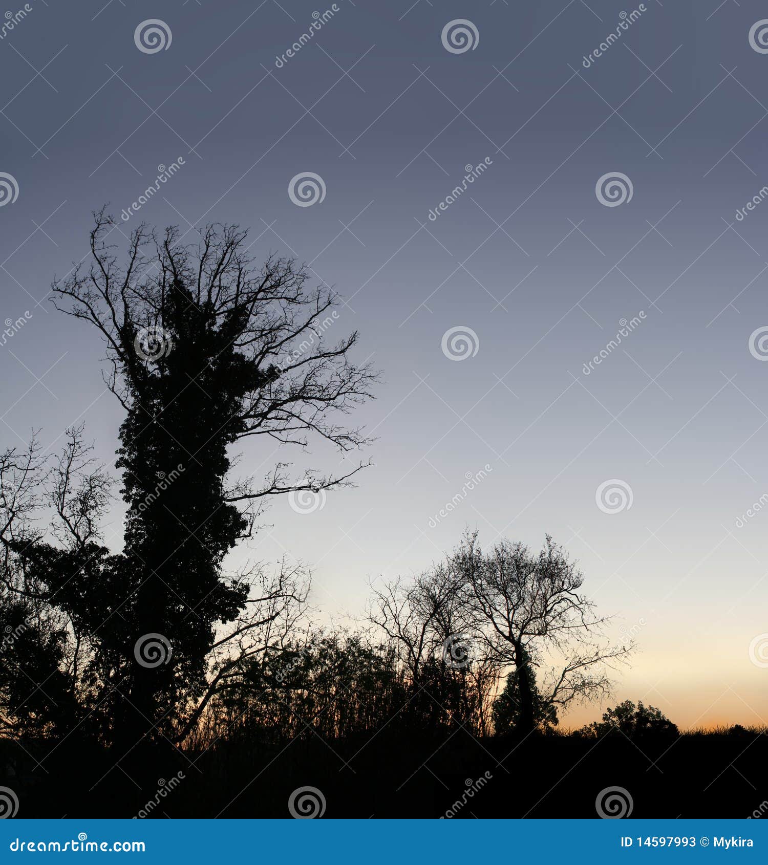 Trees on Morning Background Stock Image - Image of nature, grass: 14597993