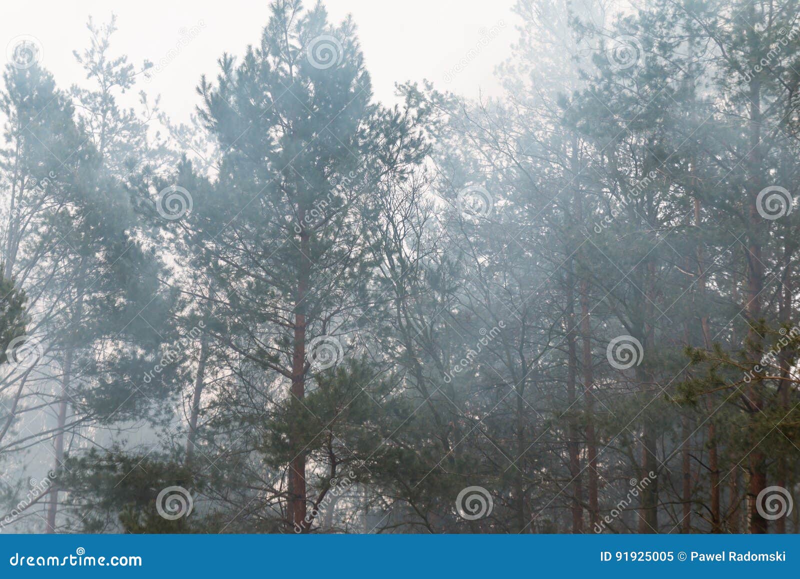 Trees in a morning fog stock image. Image of danger, tree - 91925005