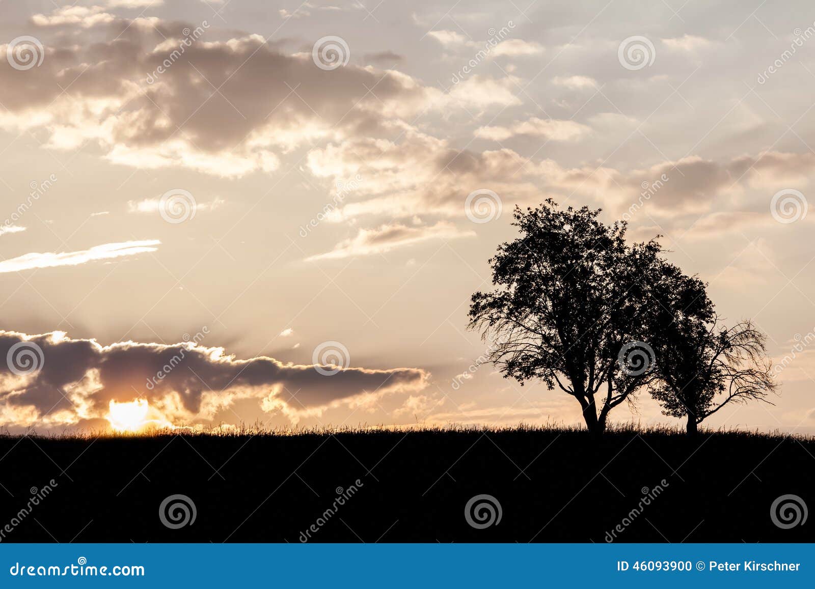 Trees at Morning stock photo. Image of sunrise, tree - 46093900