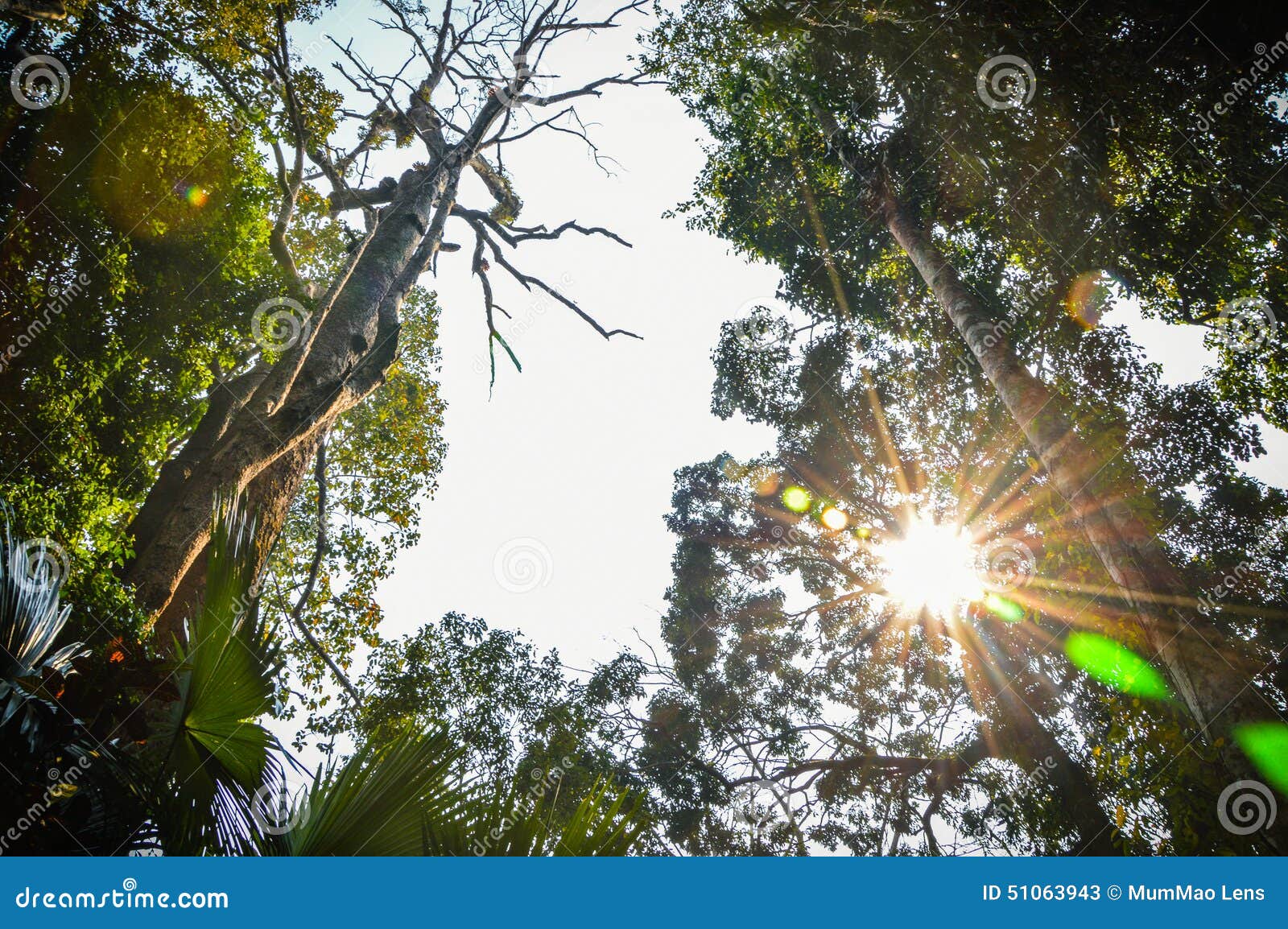 Trees with morning light stock image. Image of khunwin - 51063943