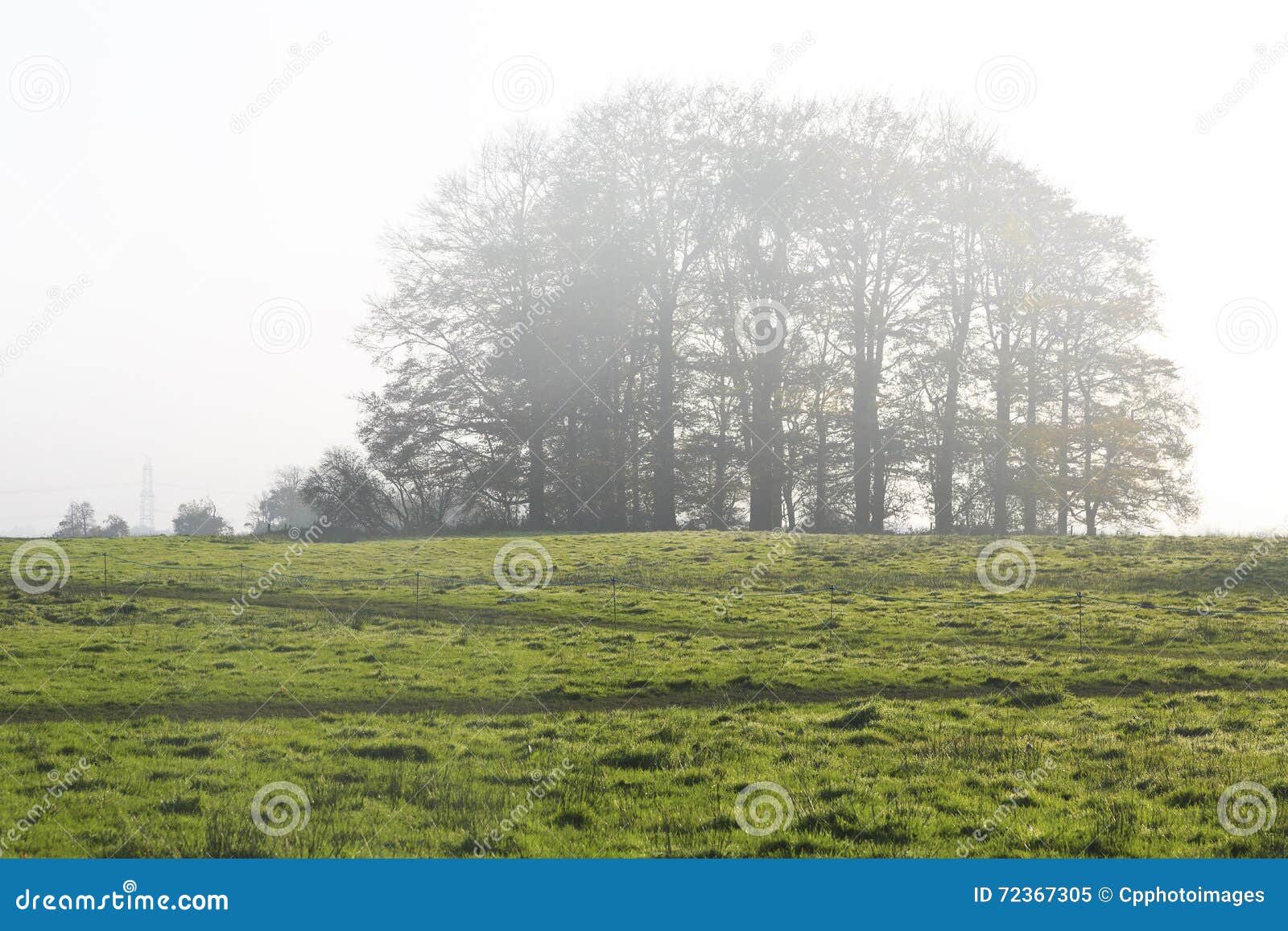 Trees in morning mist stock image. Image of tranquil - 72367305