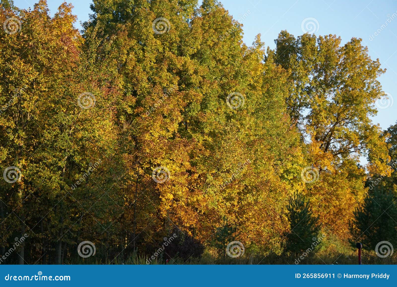 Trees in the Morning Sun stock image. Image of forest - 265856911