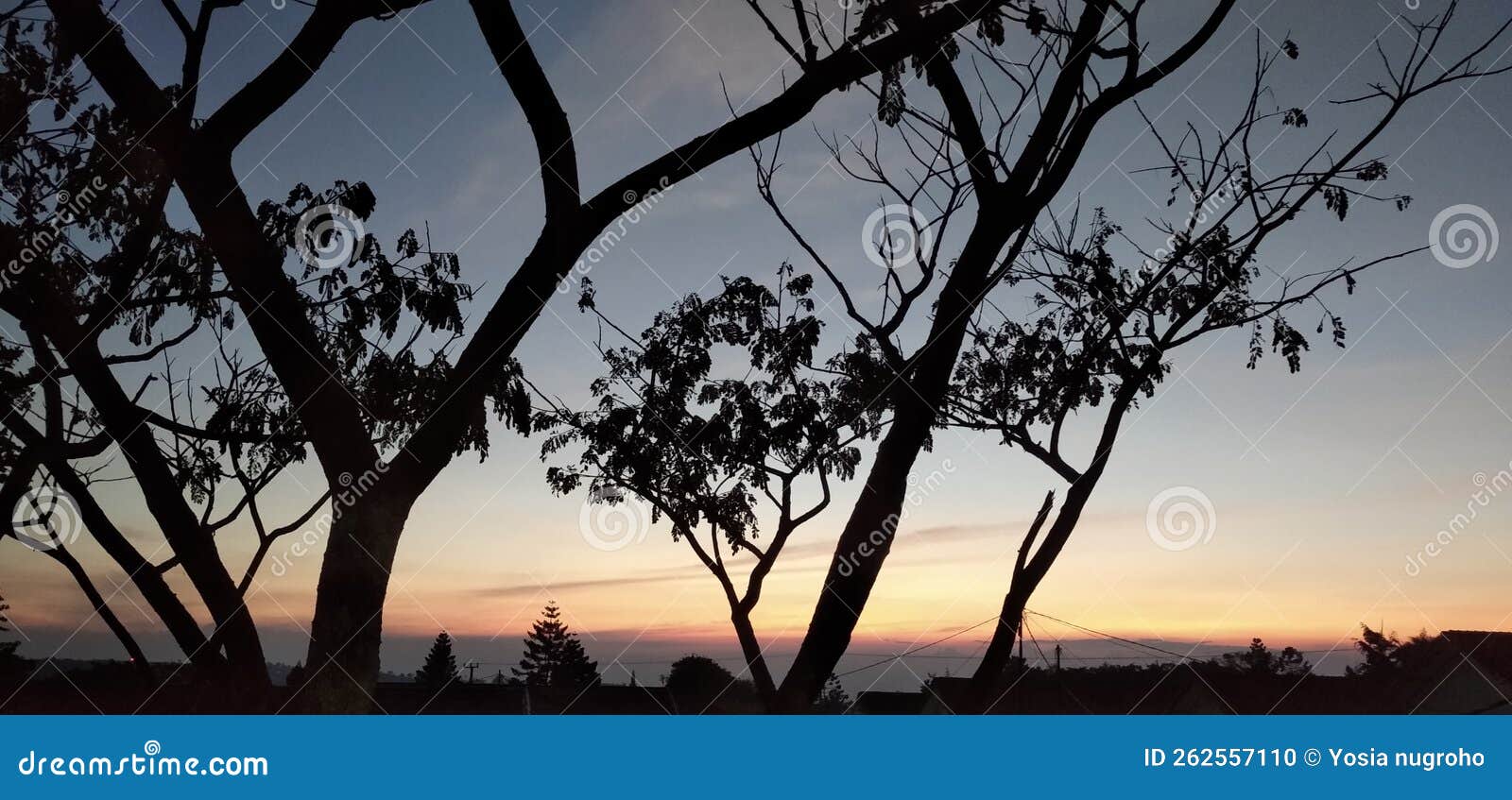 The Trees at the Morning with Sunset Stock Photo - Image of branch ...