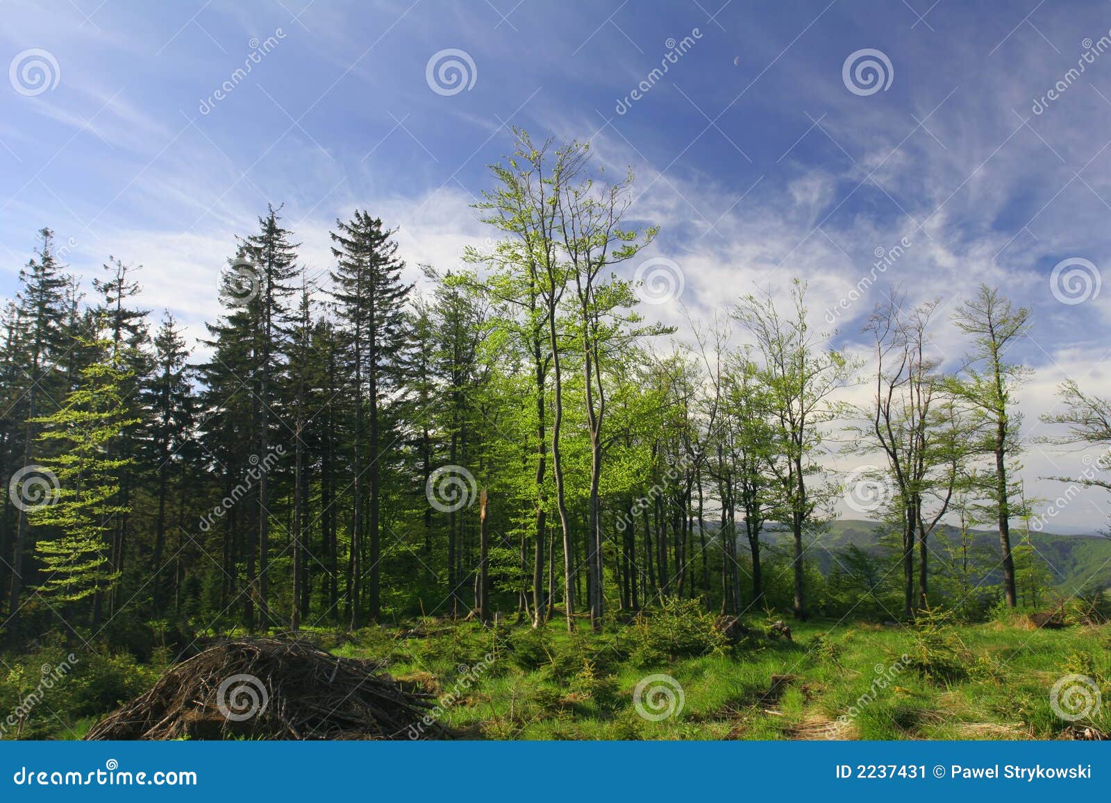 Trees on the mountain stock image. Image of horizontal - 2237431