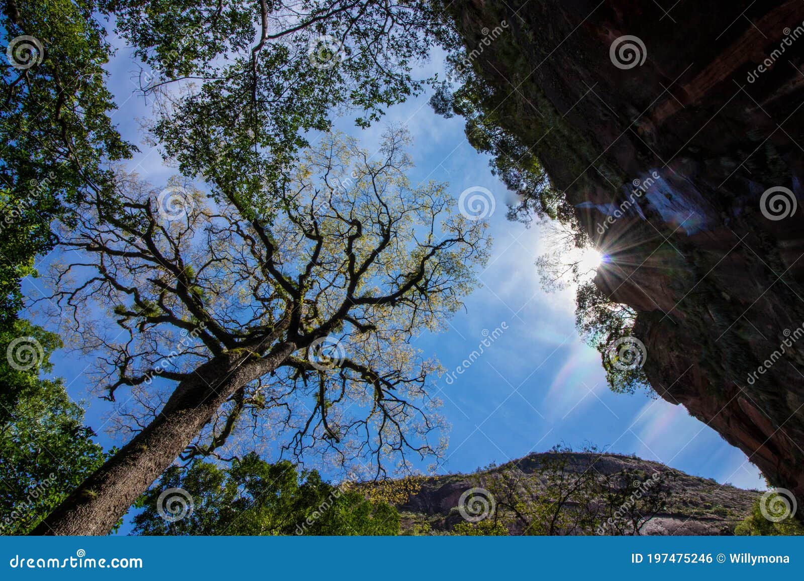 Trees and Mountain from Below Stock Photo - Image of greenwood, tall ...