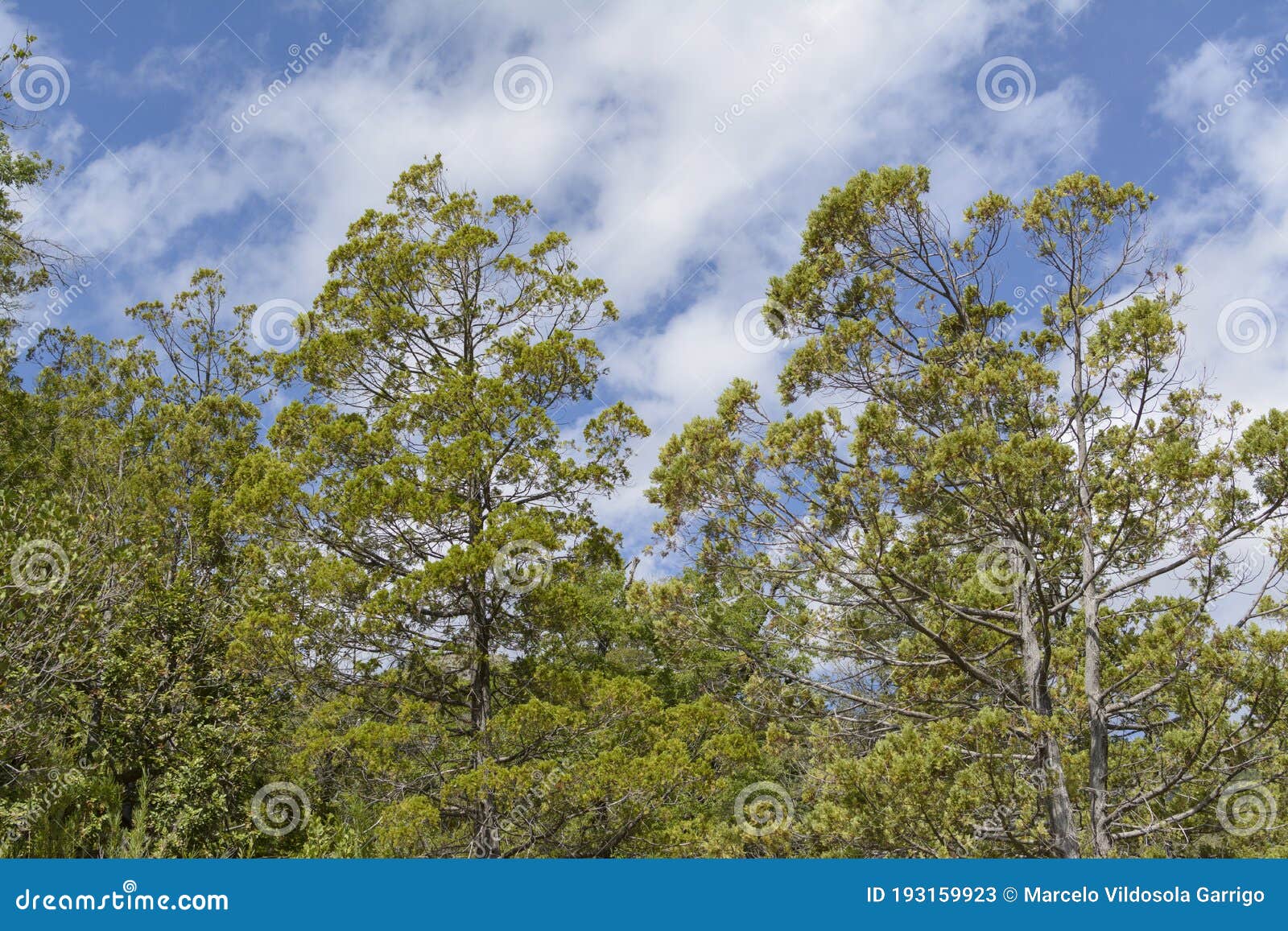 Trees in the Mountain of Chile Stock Image - Image of native, forest ...