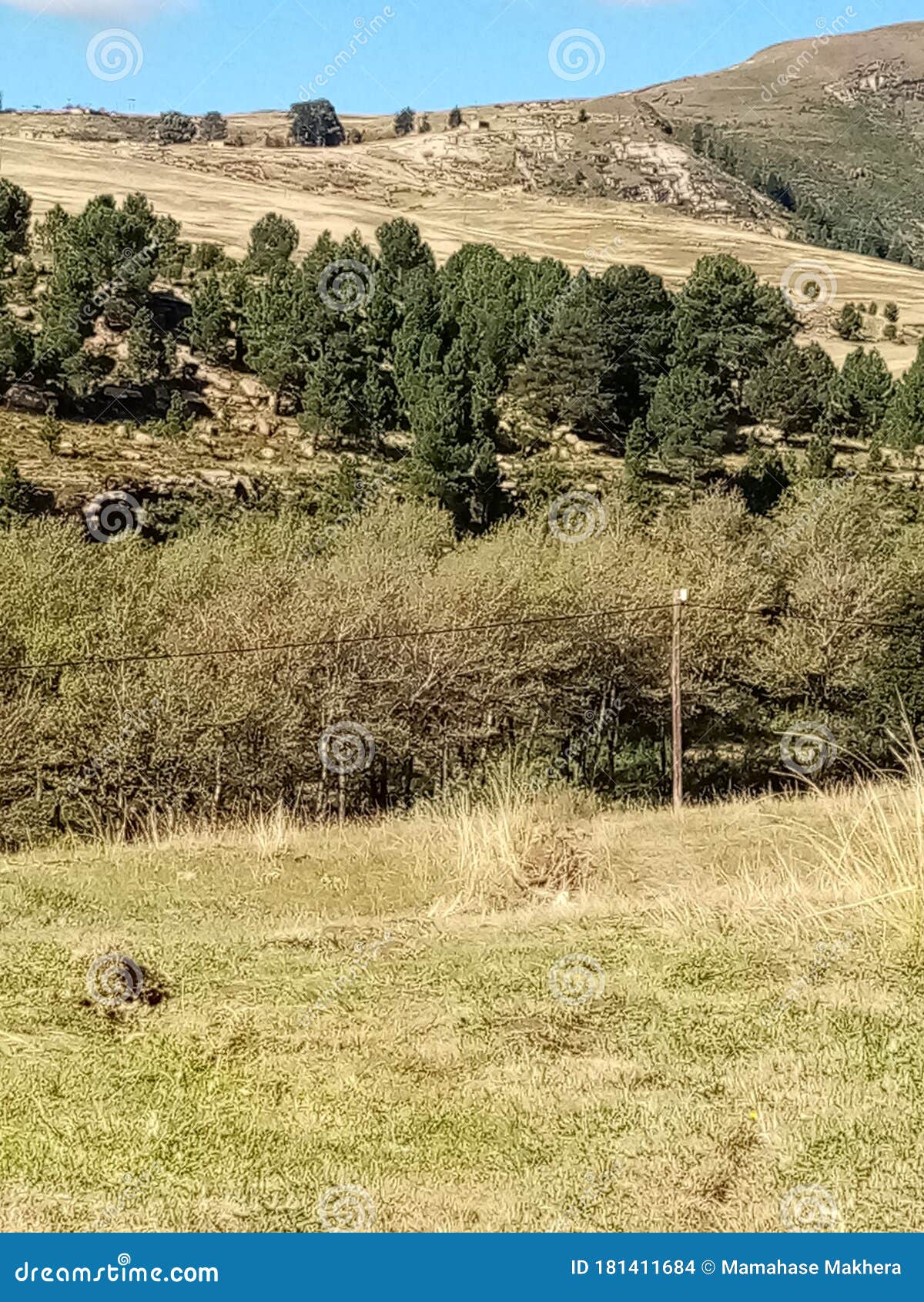 Trees on Mountain Kingdom of Lesotho Stock Photo - Image of trees ...