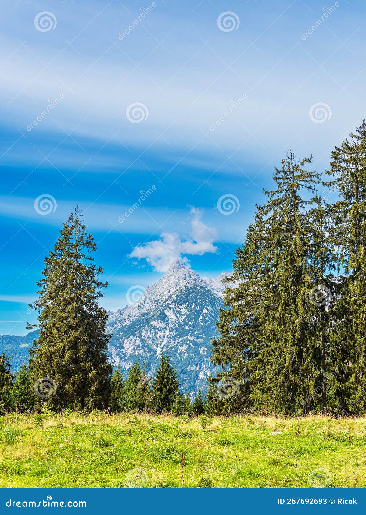 Trees on the Mountain Pasture Litzlalm in the Alps, Austria Stock Image ...