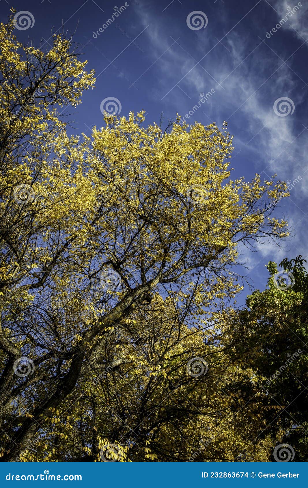 Trees in the Air stock photo. Image of season, scene - 232863674