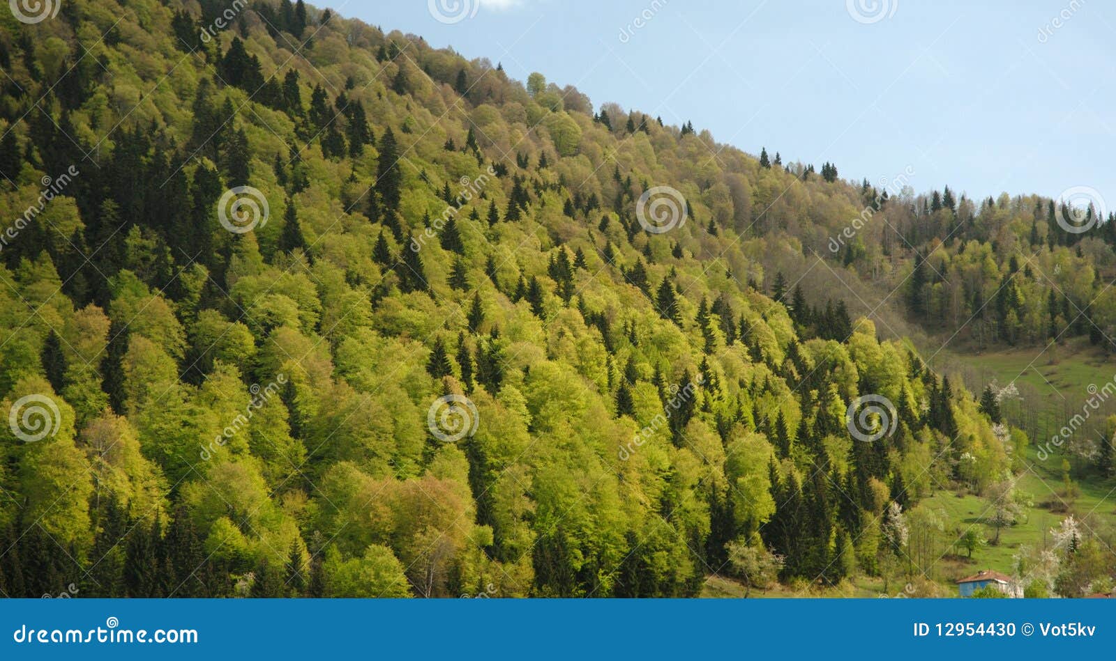 Trees on mountain side stock photo. Image of green, vacations - 12954430