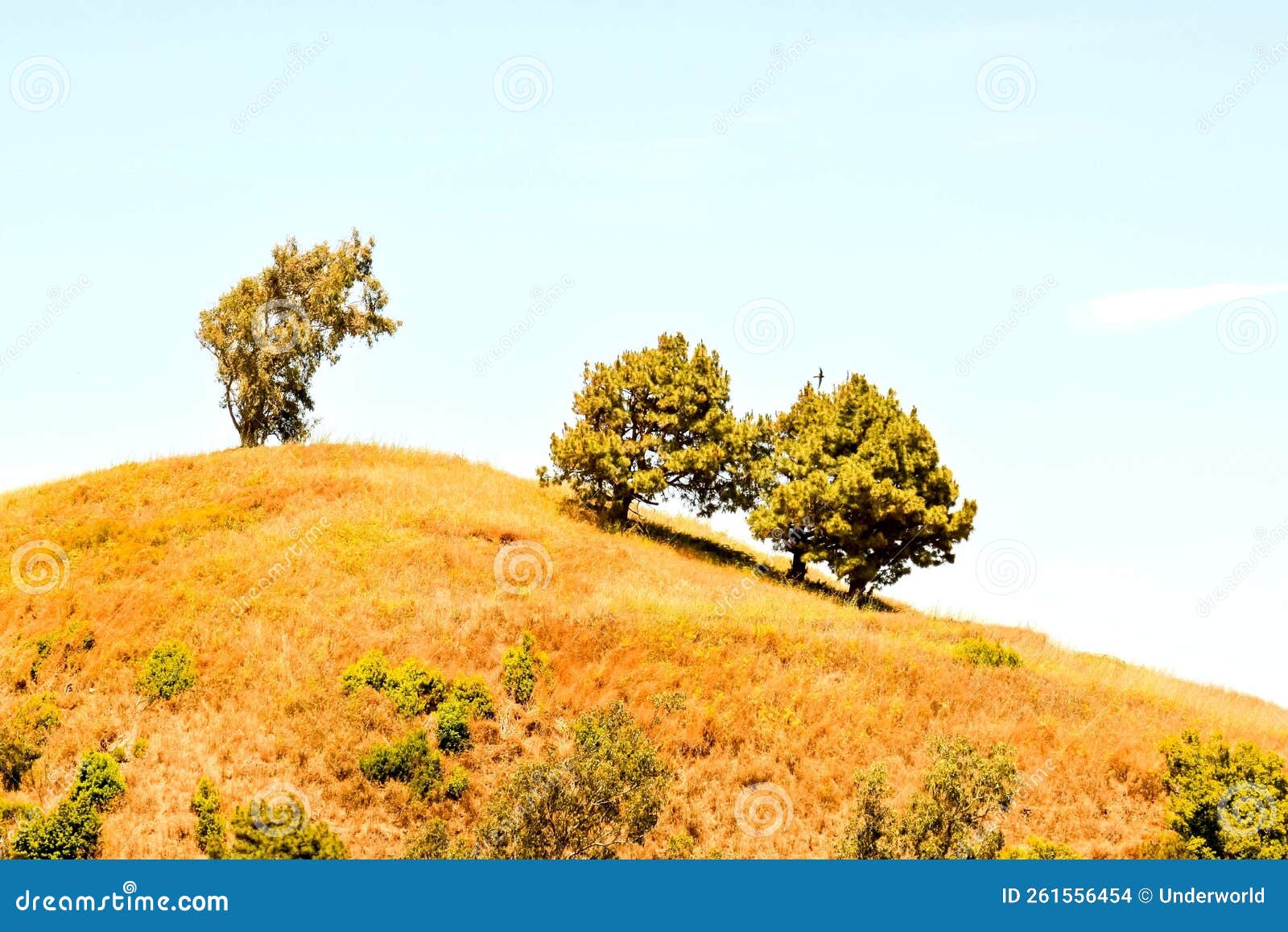 Trees on the Mountain Top stock photo. Image of nature - 261556454