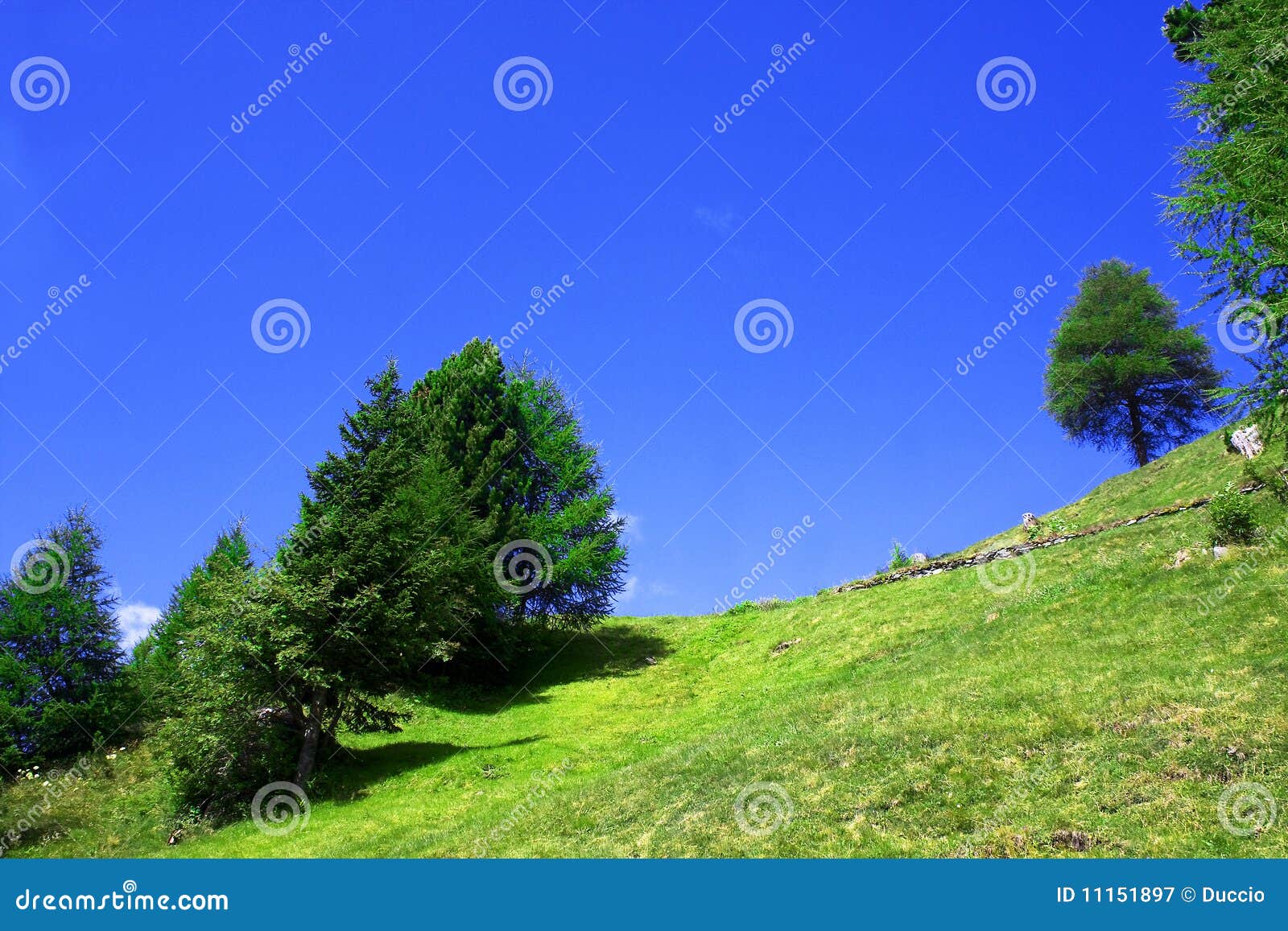 Trees in the mountains stock image. Image of panorana - 11151897