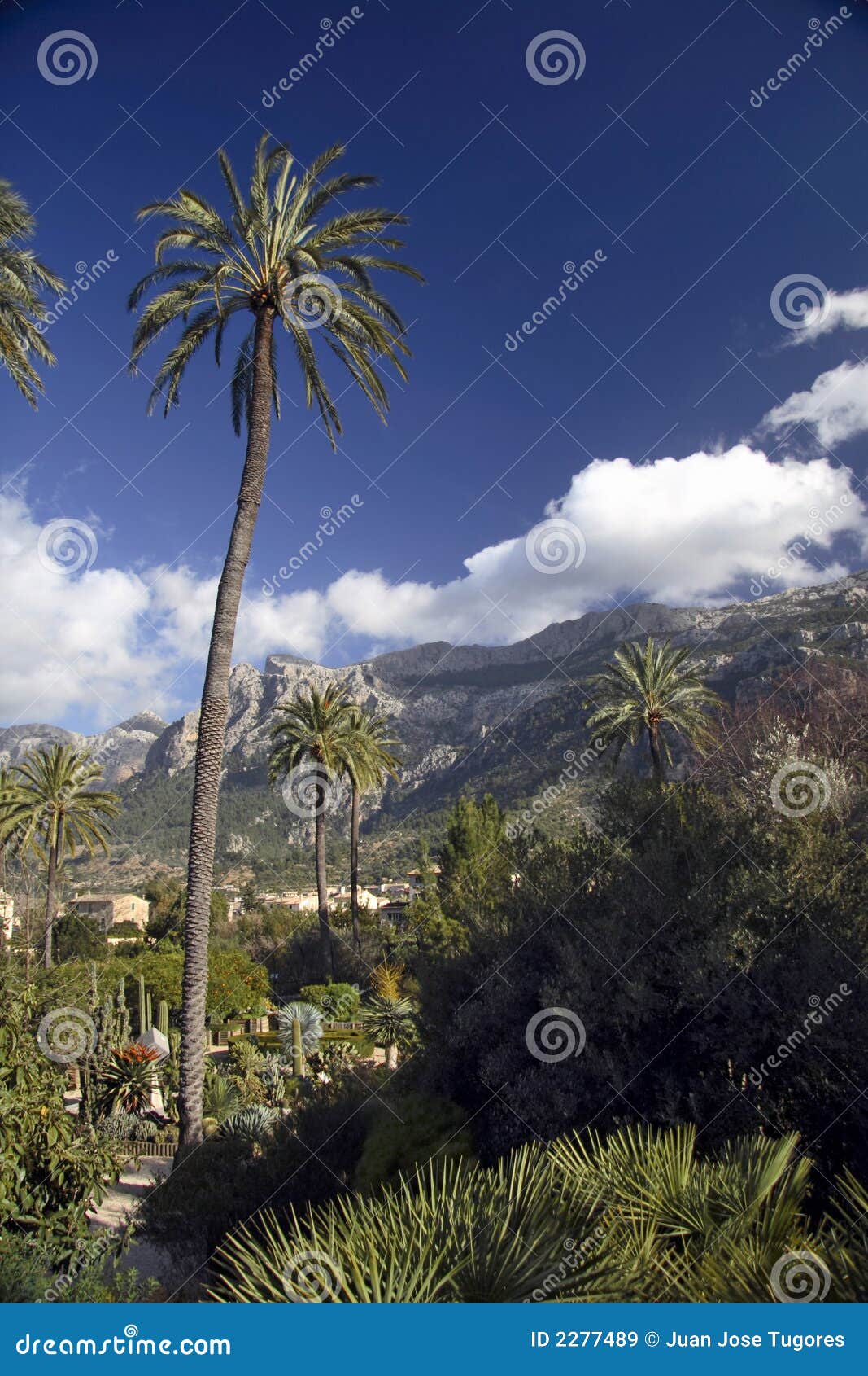 Trees and Mountains of Majorca Stock Image - Image of majorca, spain ...
