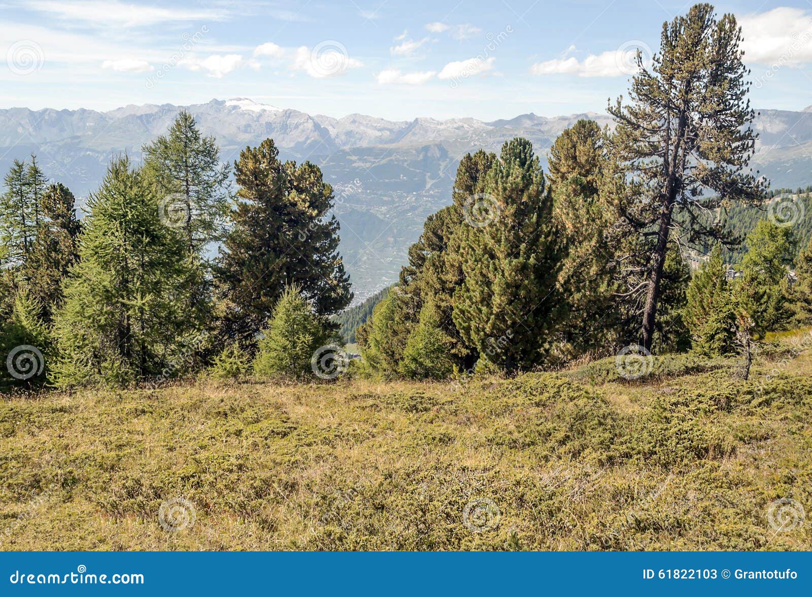 Trees in the mountains stock image. Image of forest, abrupt - 61822103