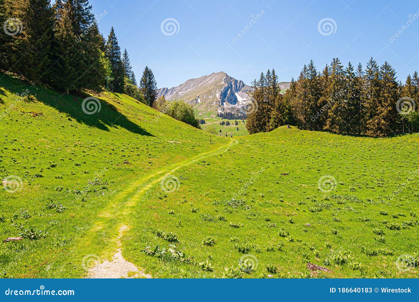 Trees on the Mountains of Swizz Alps in Switzerland Stock Image - Image ...