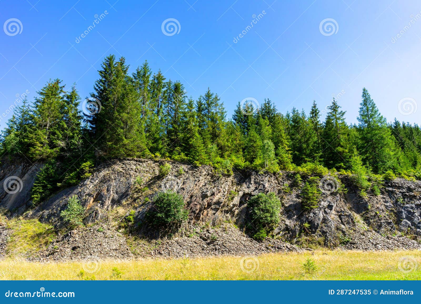 Trees in the Mountains of Thuringian Forest Stock Image - Image of ...