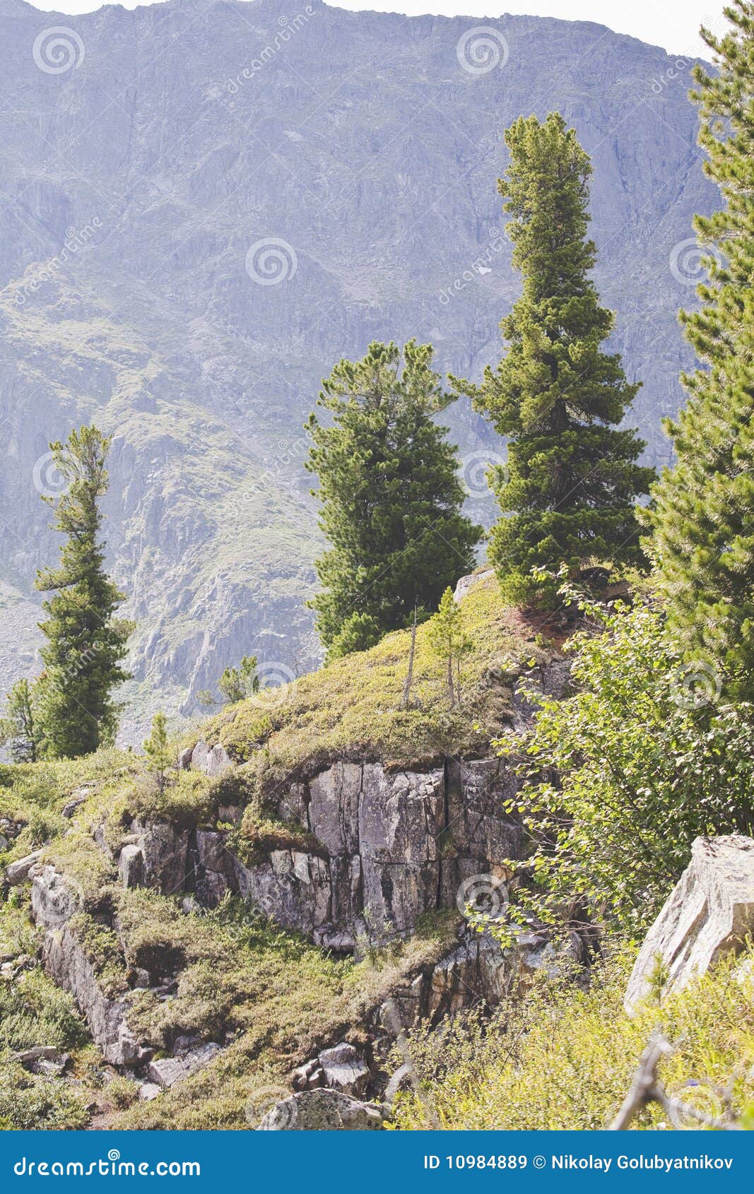Trees on mountainside stock image. Image of extreme, desert - 10984889