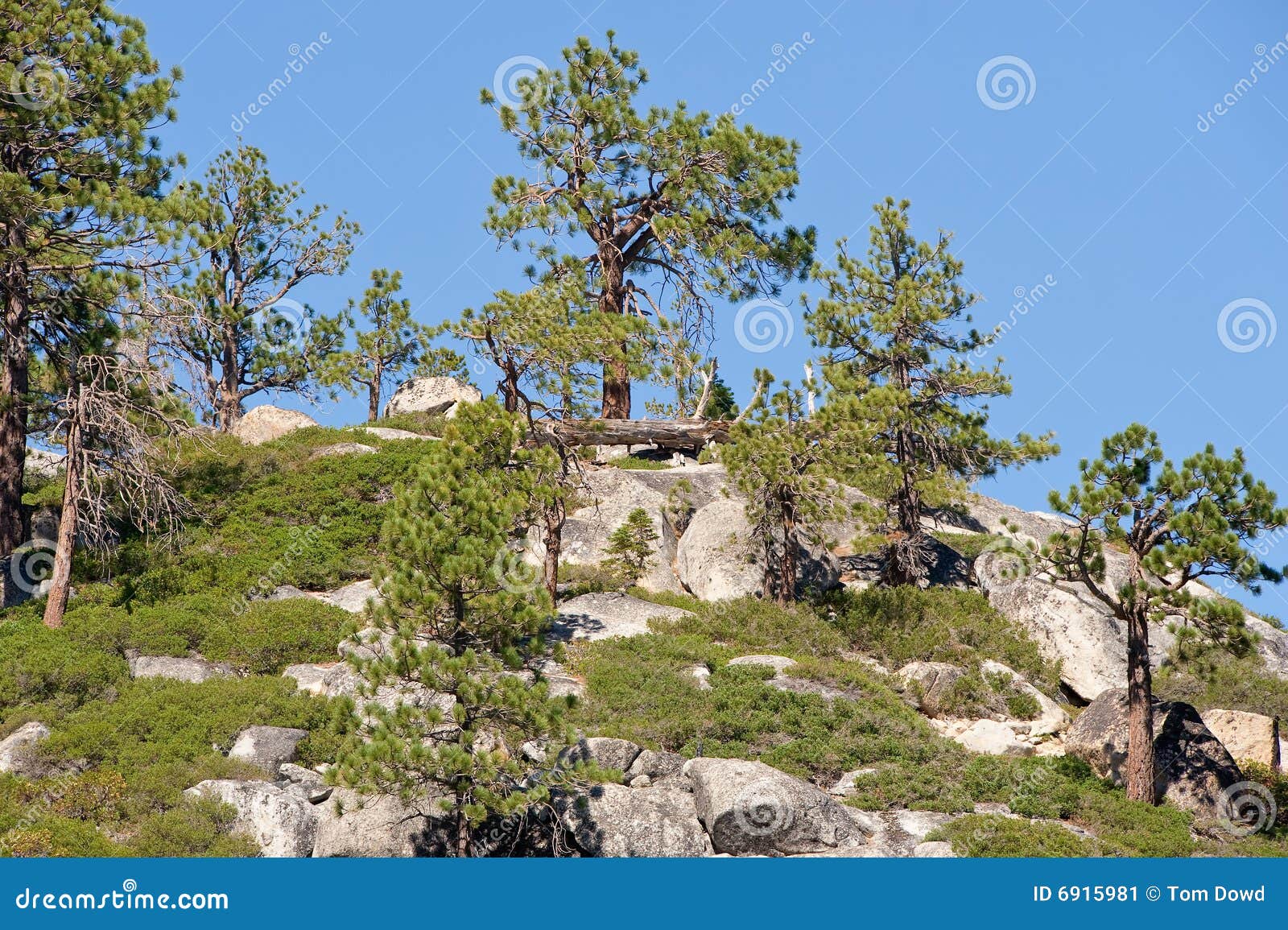 Trees on mountainside stock image. Image of outdoors, mountains - 6915981