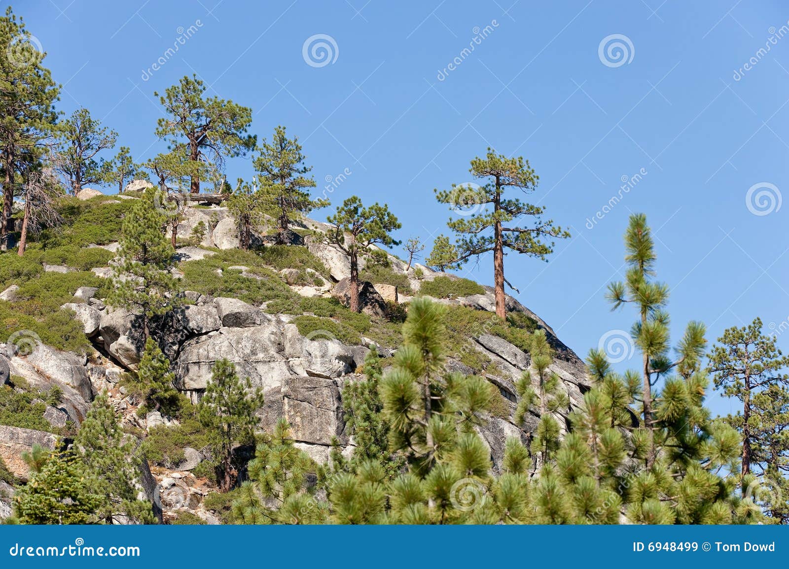 Trees on mountainside stock image. Image of mountain, mountainside ...