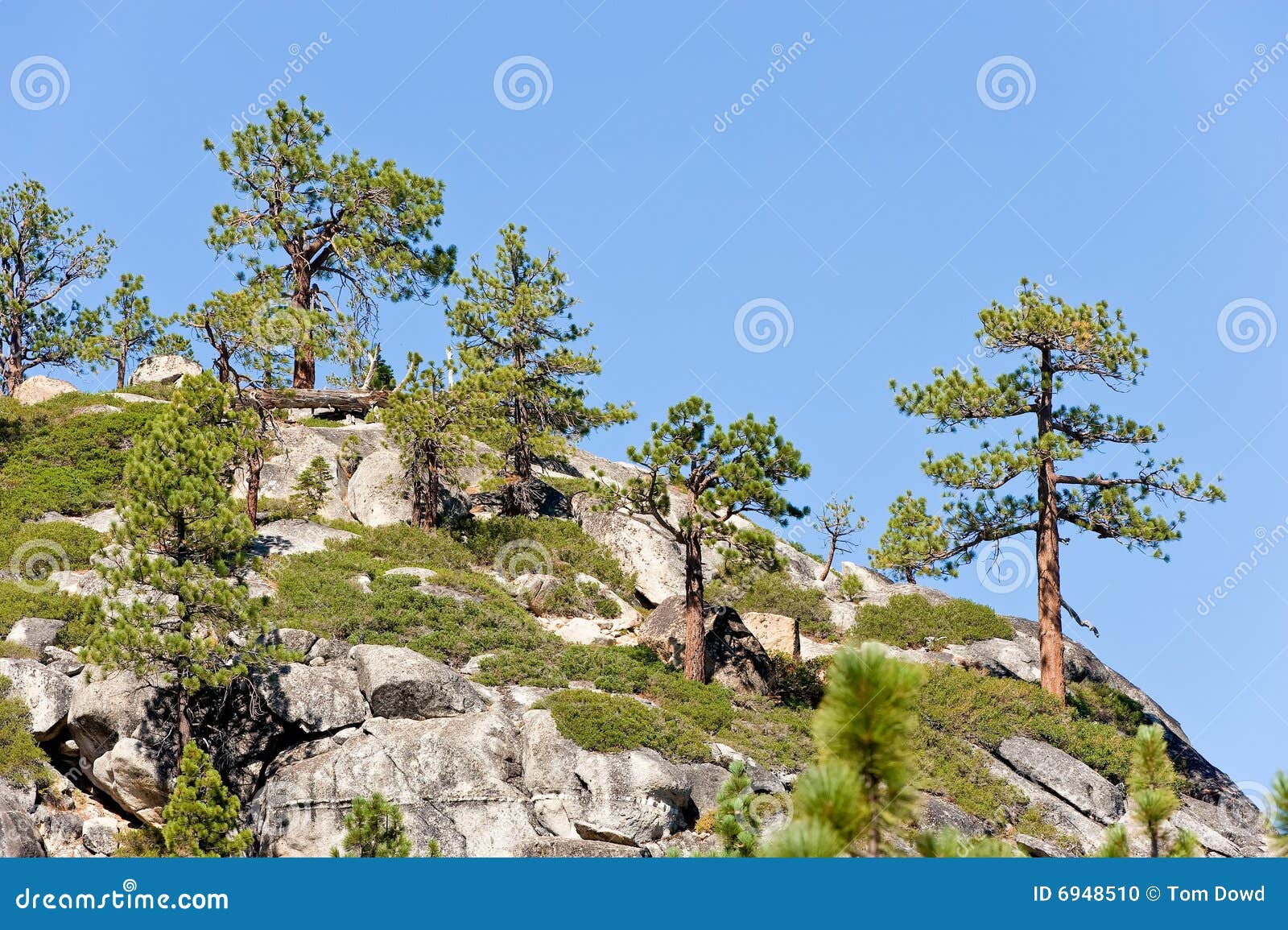 Trees on mountainside stock photo. Image of nature, wood - 6948510