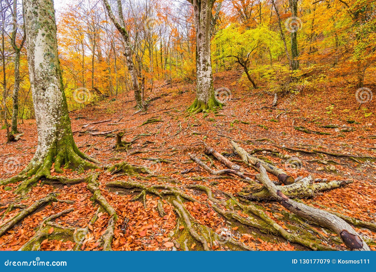 Trees on a Mountainside, Autumn Forest Stock Image - Image of plant ...