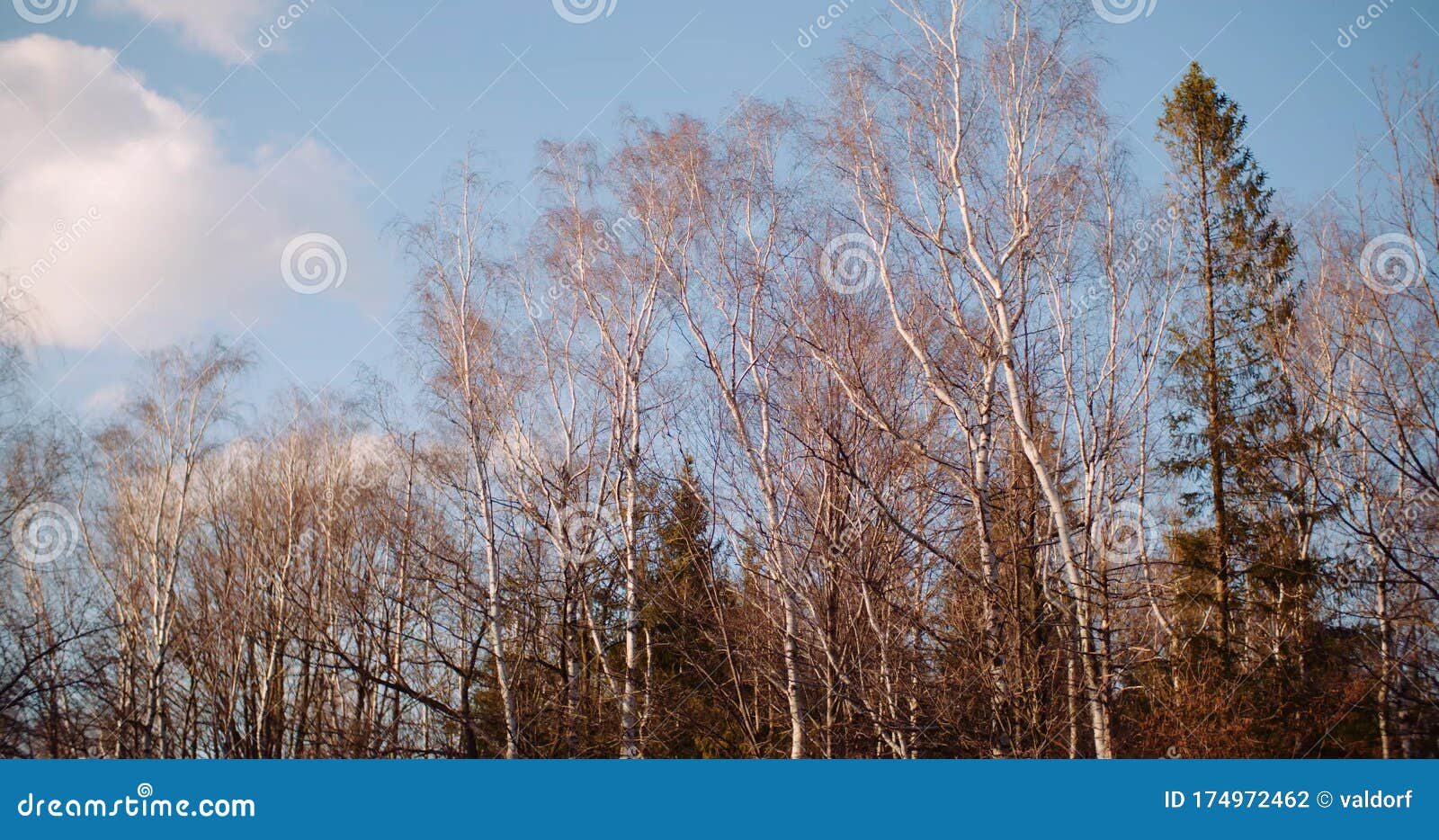 Trees Moving on Wind in Spring Stock Footage - Video of grass, farm ...