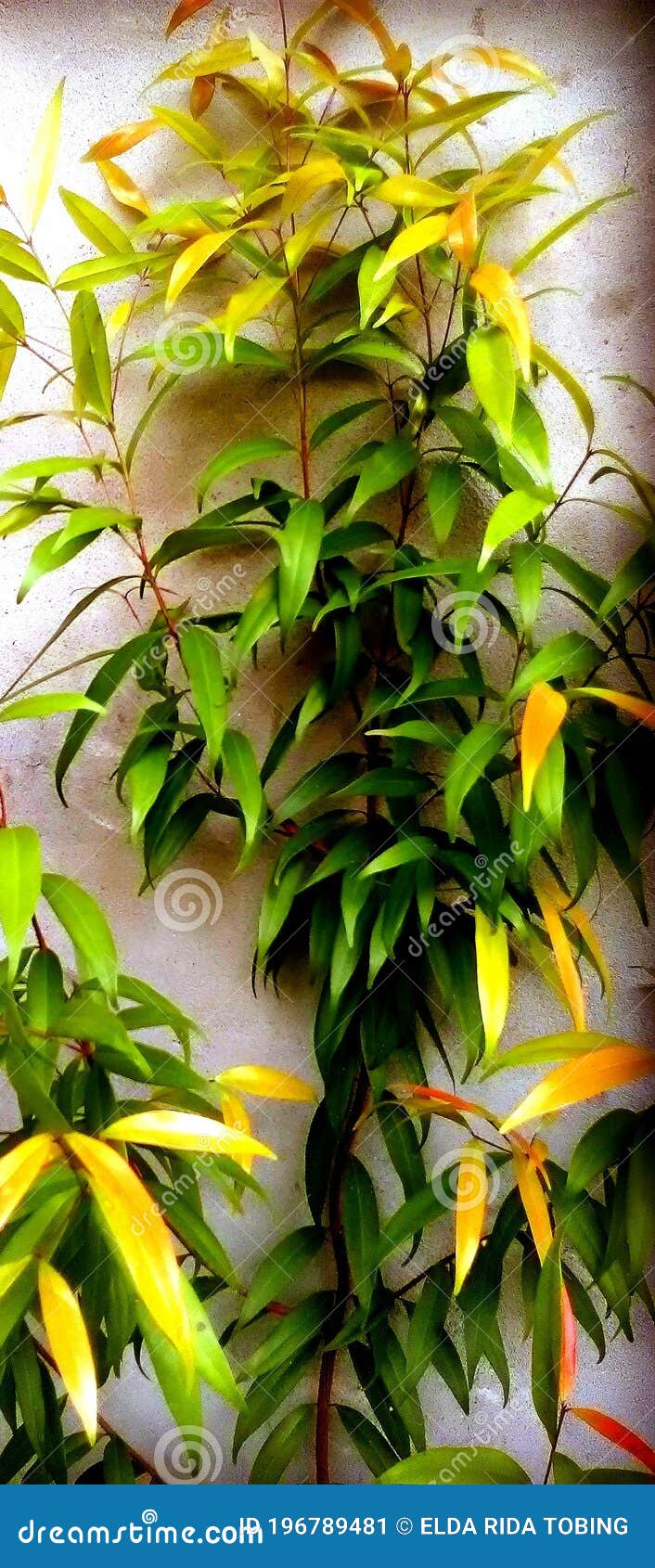 Trees Multi Colored Green White Background Stock Image - Image of tree ...