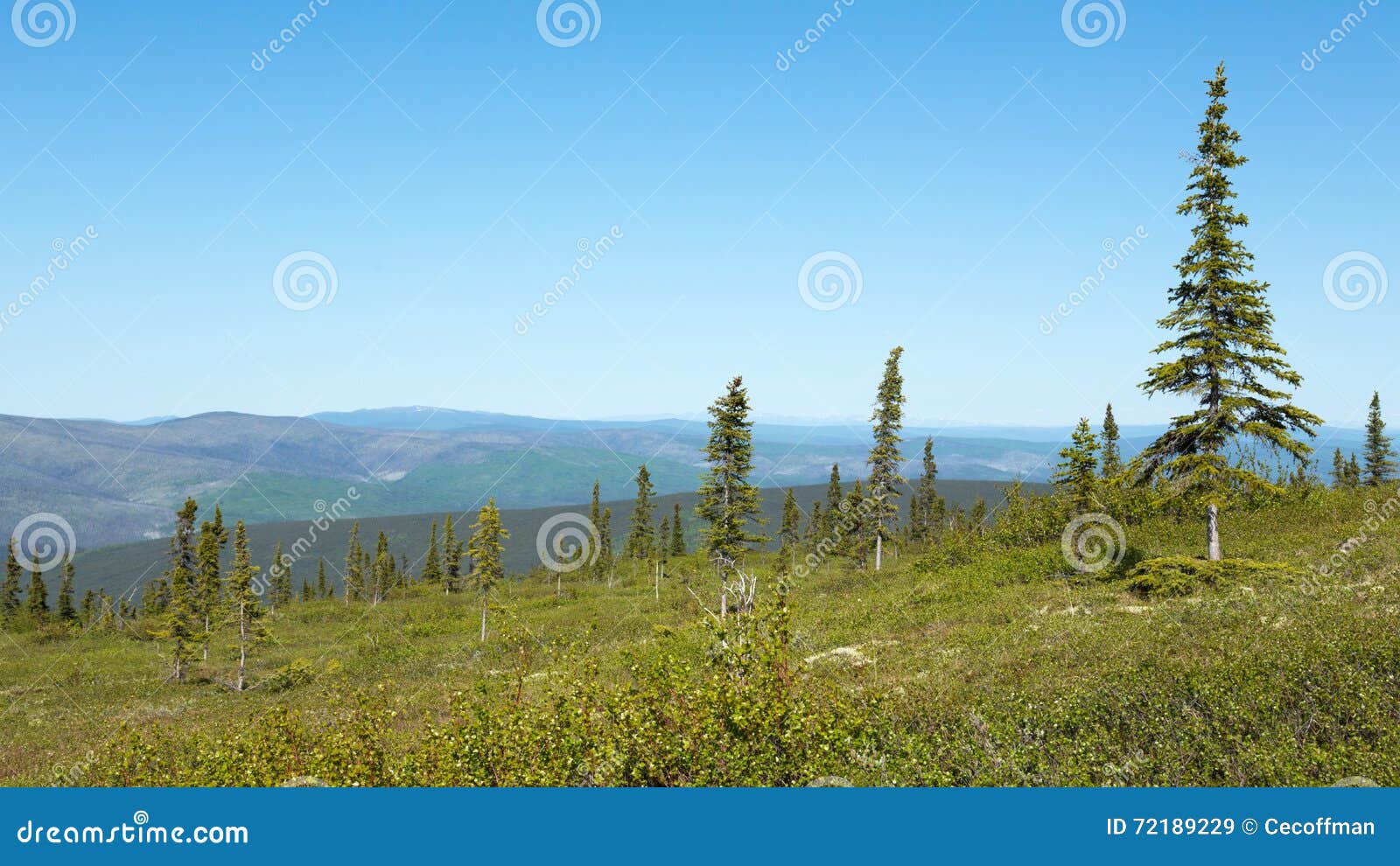 Trees on Murphy Dome stock image. Image of polar, tour - 72189229
